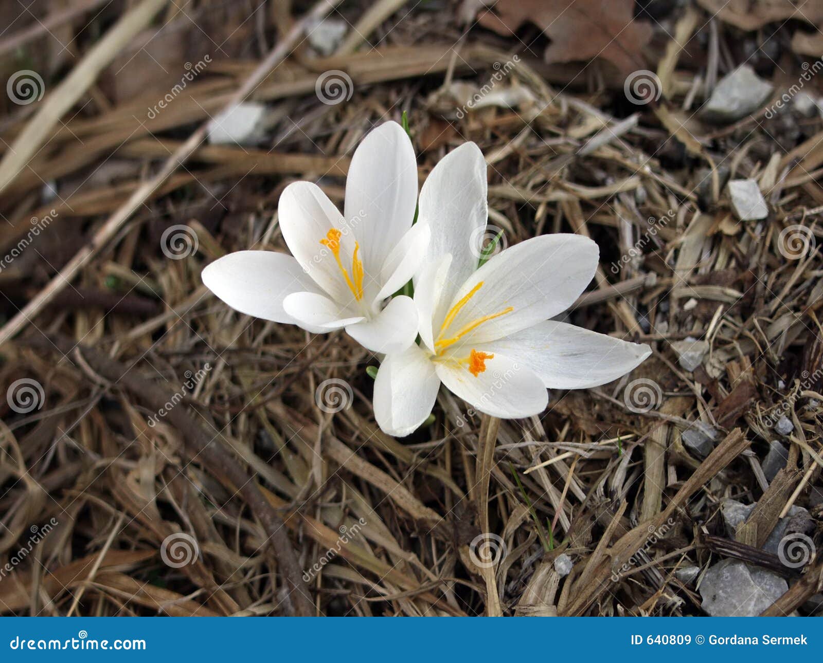 White crocuses stock image. Image of flower, bright, blue - 640809