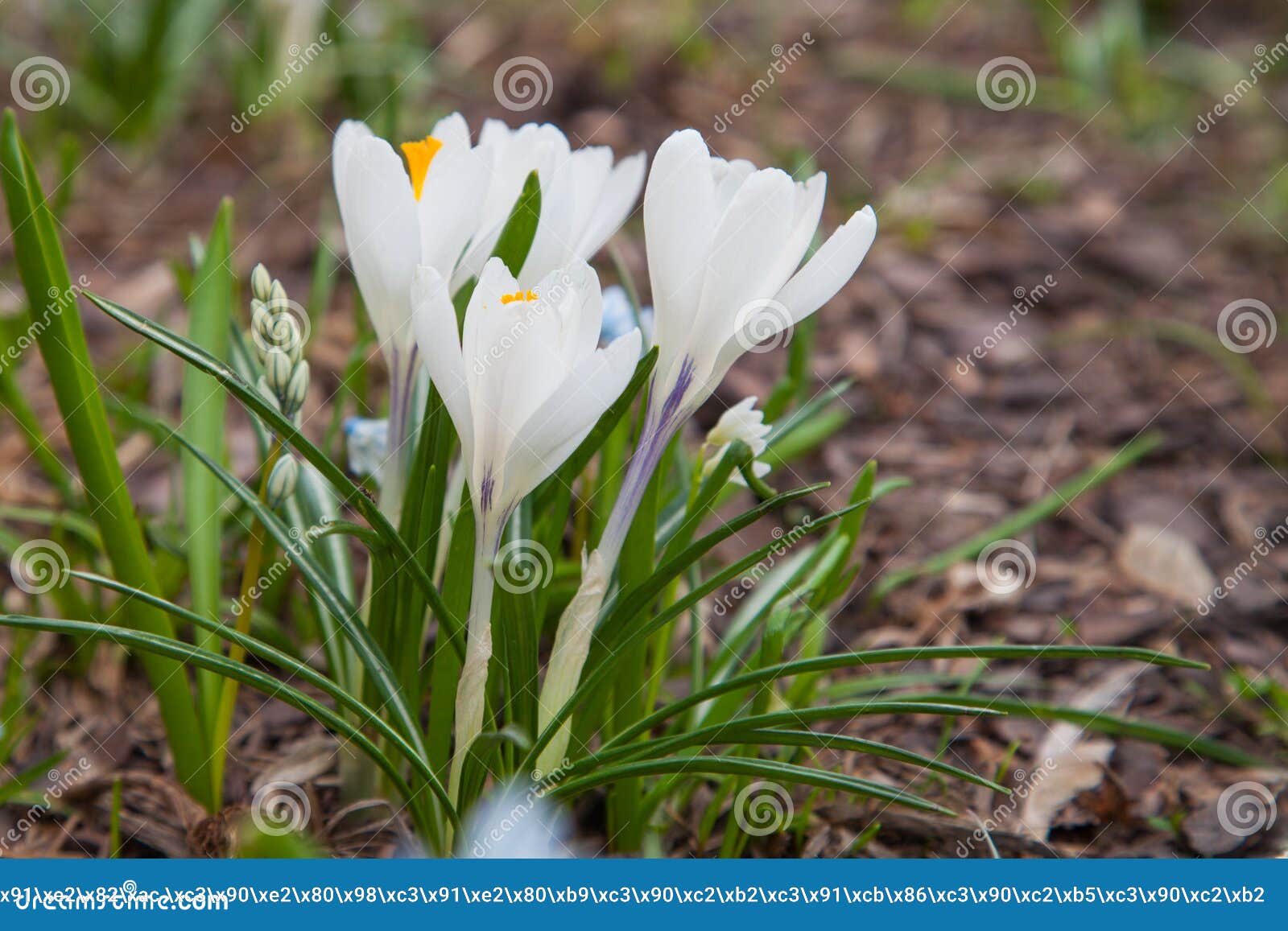 White Crocuses in a Clearing with Stock Image - Image of background ...