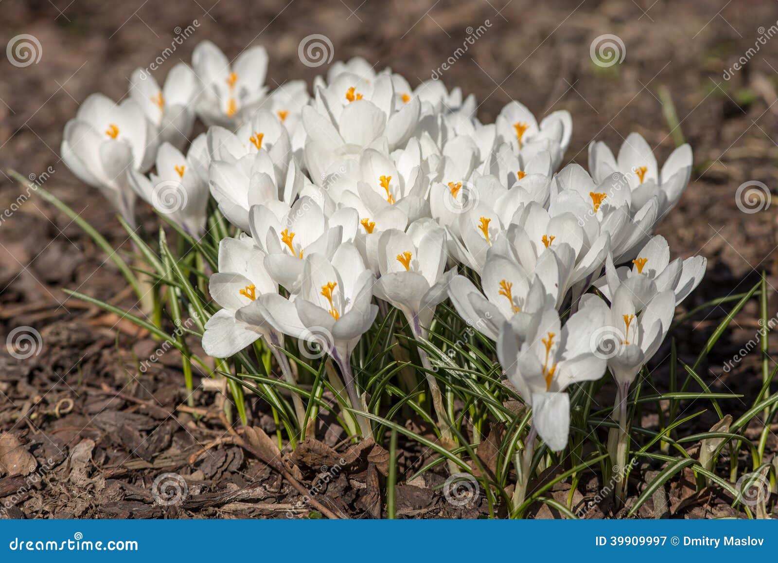 White crocuses stock image. Image of beauty, closeup - 39909997