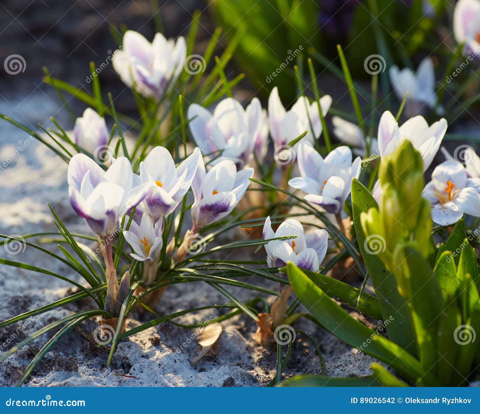 White crocuses close up stock photo. Image of feminine - 89026542