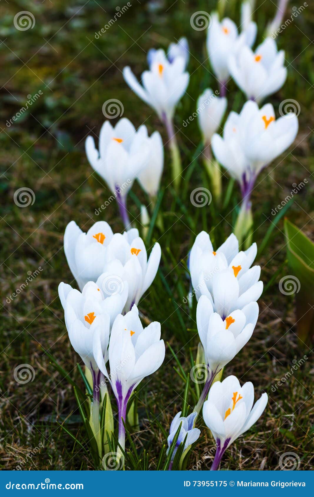 White Crocuses in the Garden Stock Image - Image of crocus, white: 73955175