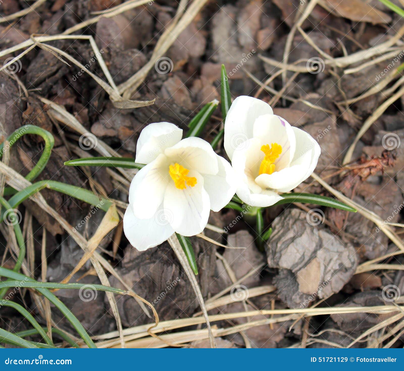 White crocuses stock image. Image of life, fresh, botanical - 51721129