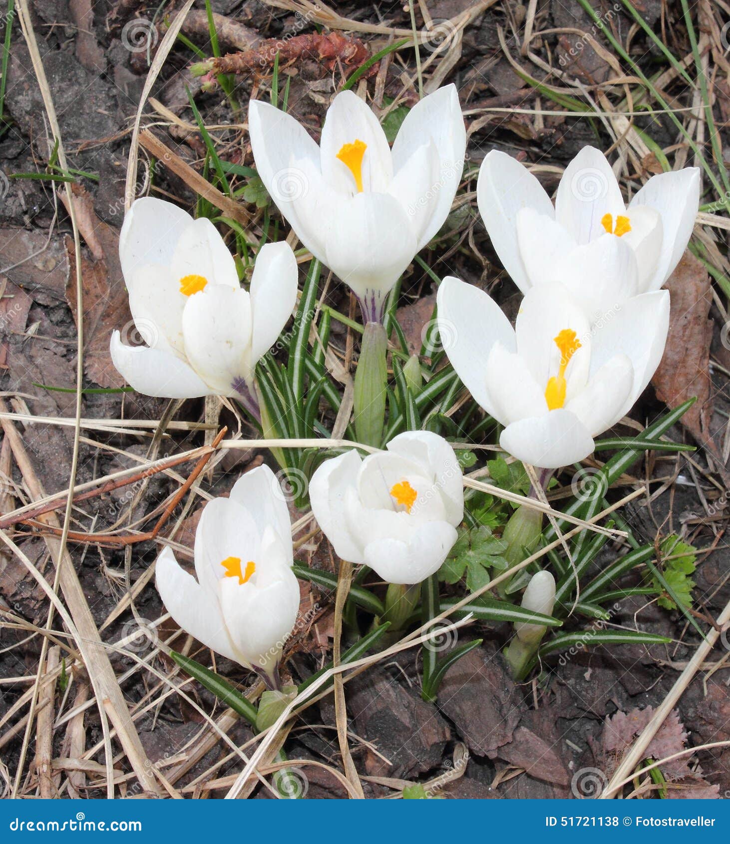White crocuses stock photo. Image of holland, crocus - 51721138