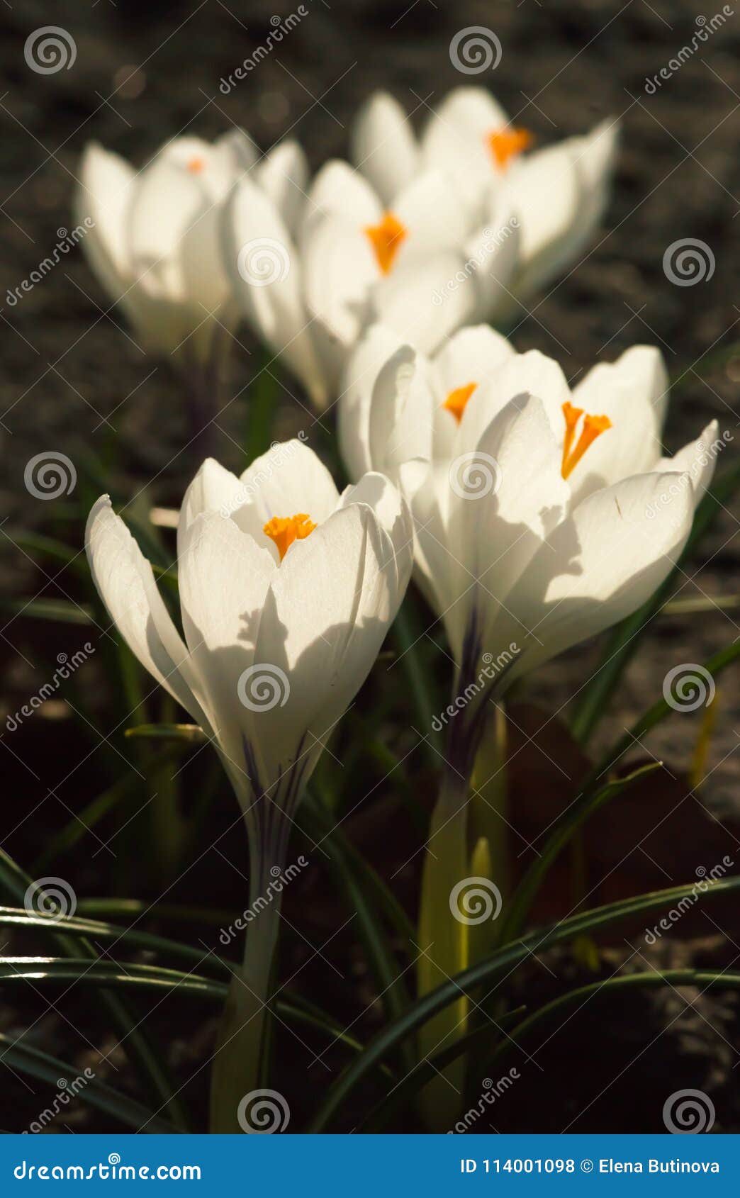 White Crocuses Growing on the Ground in Early Spring. First Spring ...