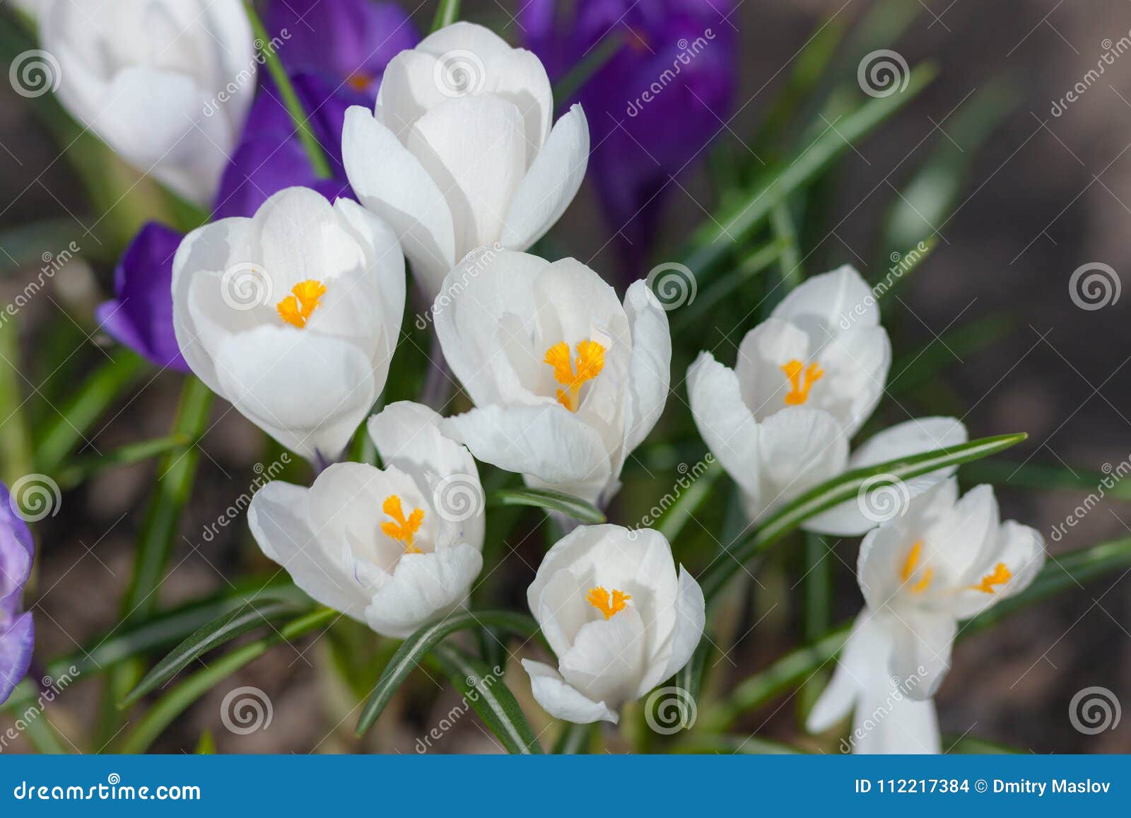 White crocuses close up stock photo. Image of plant - 112217384