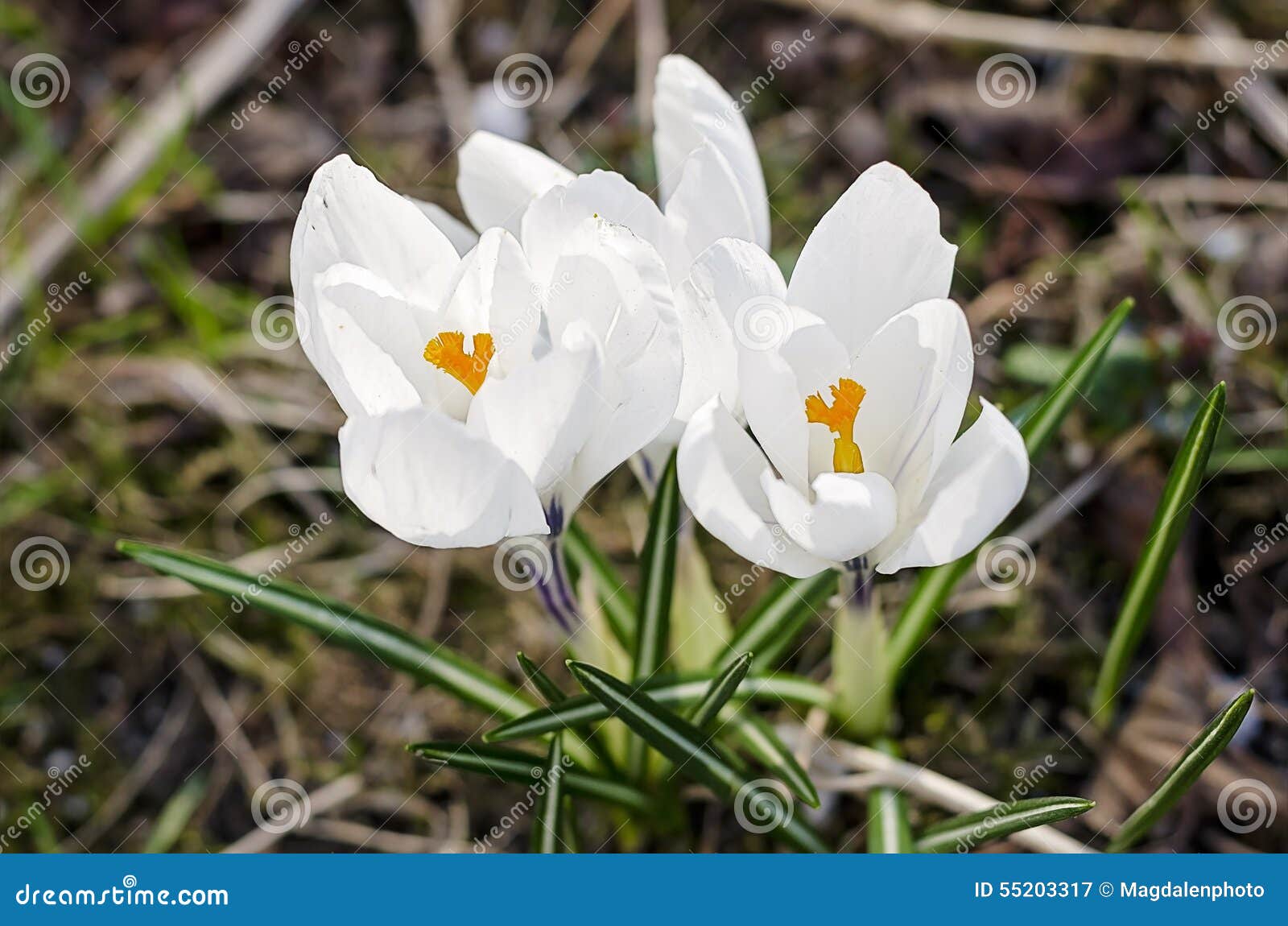 White crocuses stock image. Image of primrose, botany - 55203317