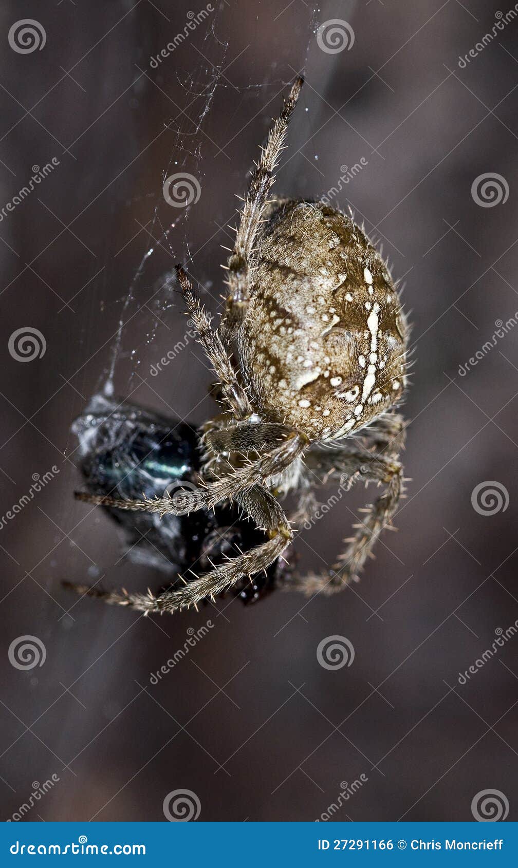 White Crossed Garden Spider Stock Photo - Image of insect, diadematus ...