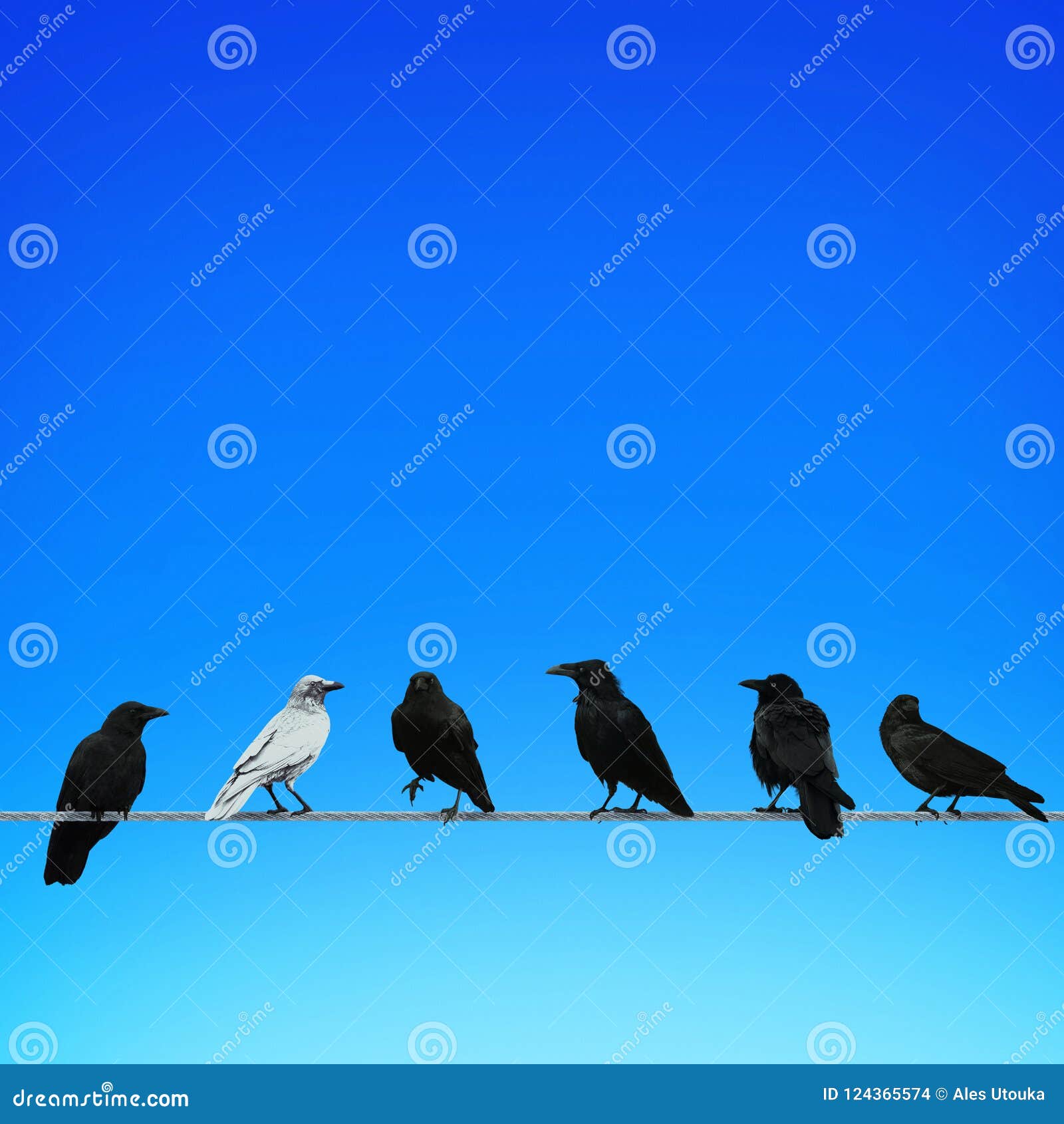 White Crow and Black Crows. Different Concept Stock Photo - Image of ...