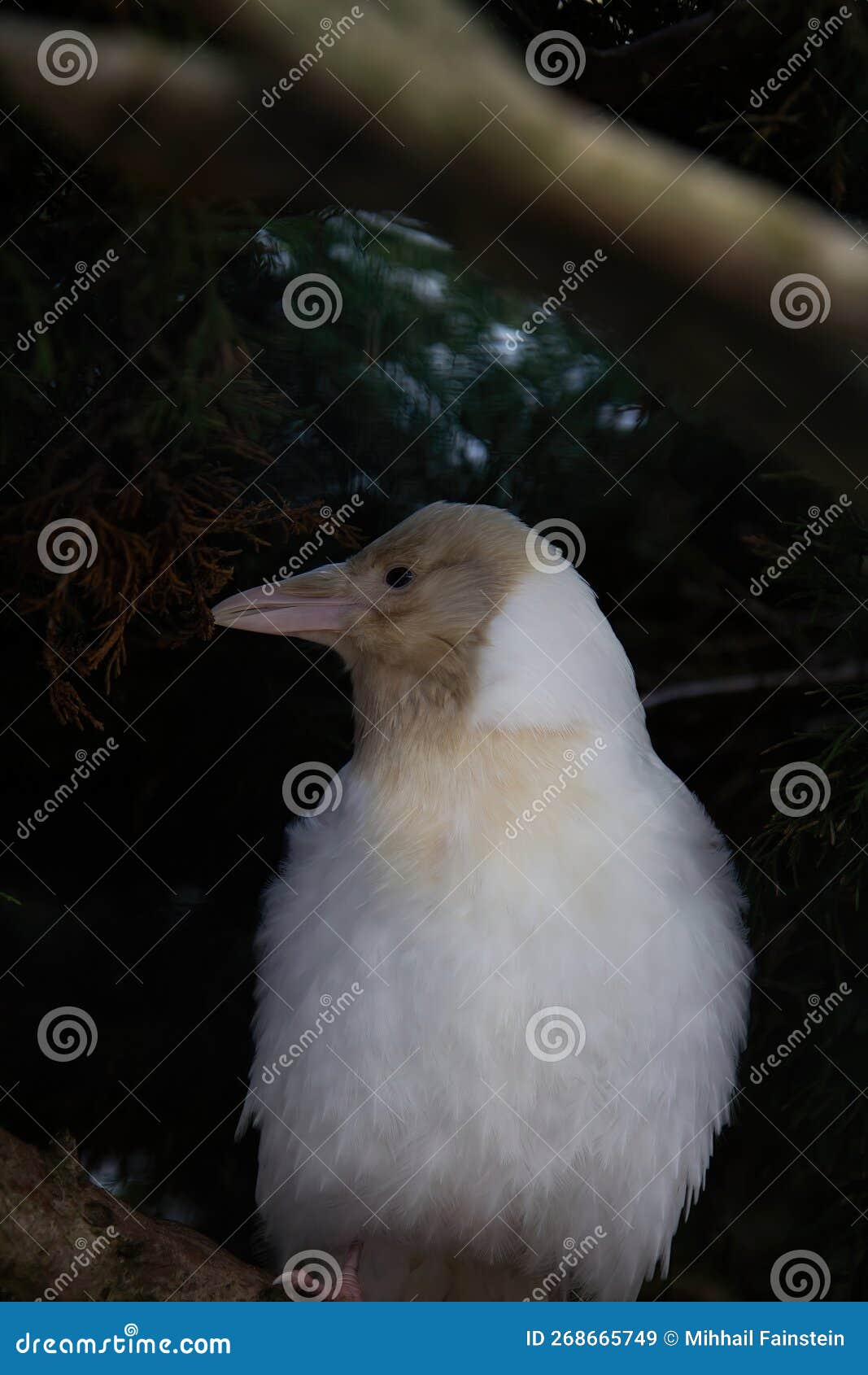 White Crow Sitting on Tree in Deep Forest. Stock Image - Image of avia ...