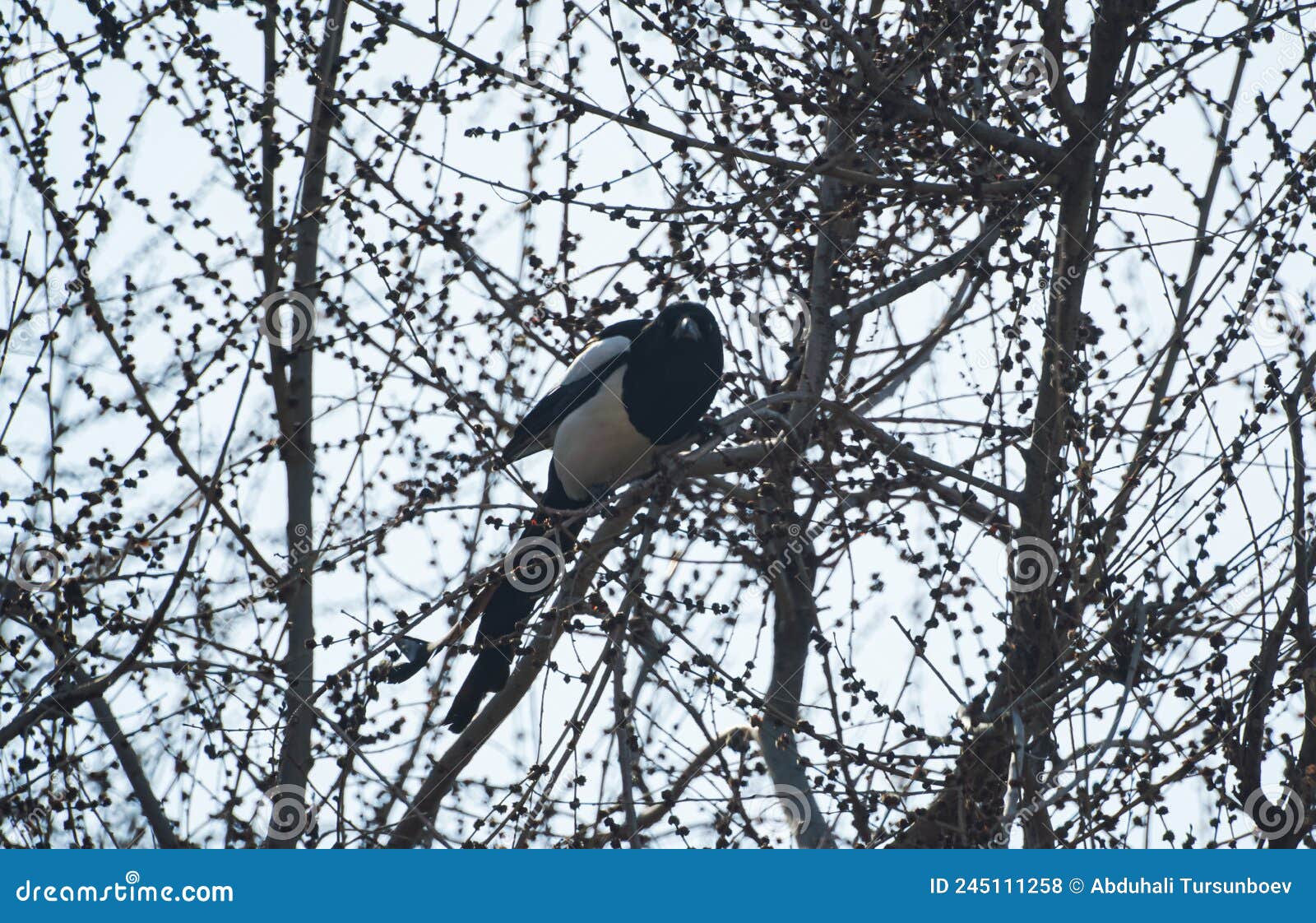 A White Crow on a Tree Branch Stock Photo - Image of color, bird: 245111258