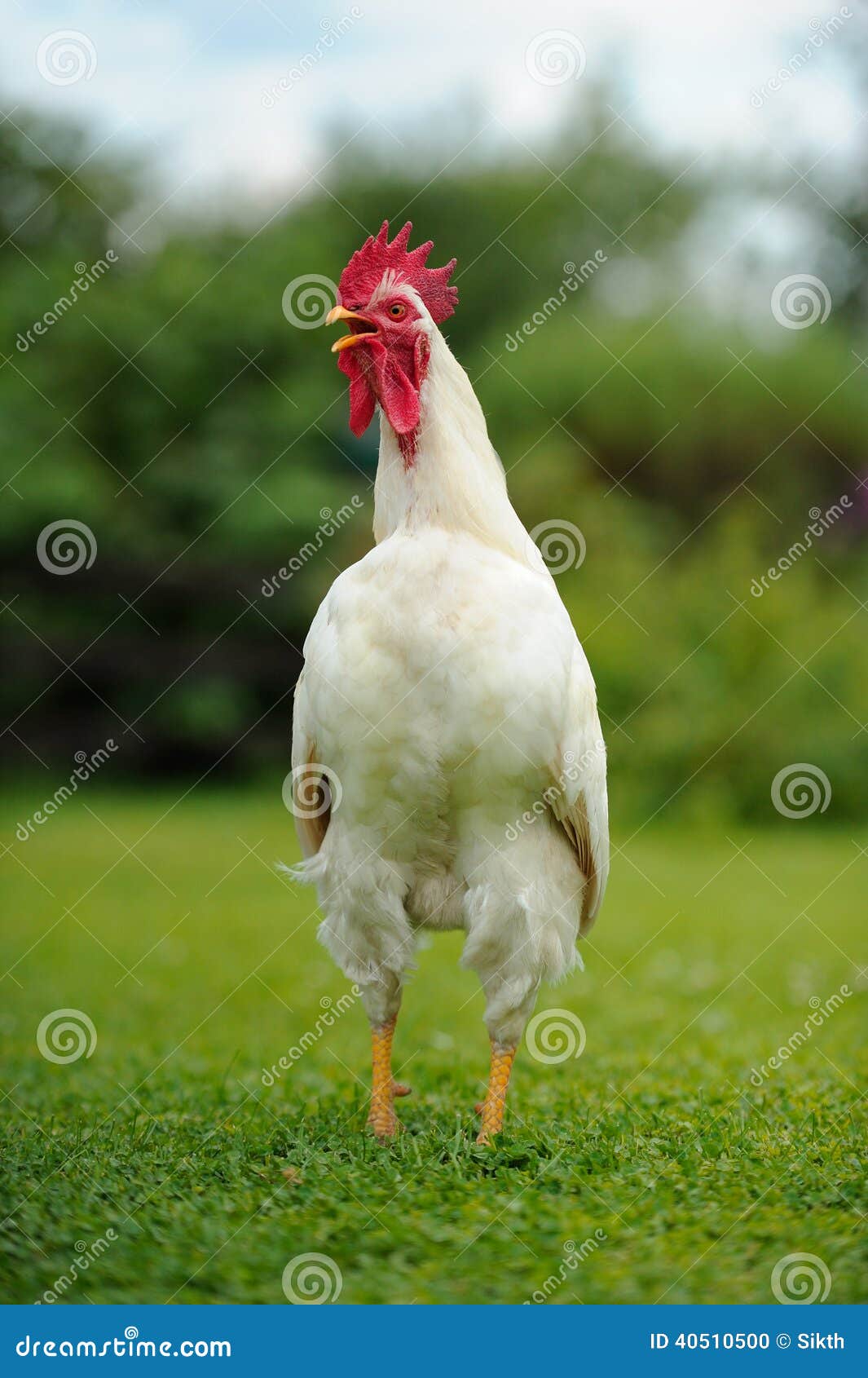 White Crowing Rooster (Cockerel) Stock Photo - Image of green, copy ...