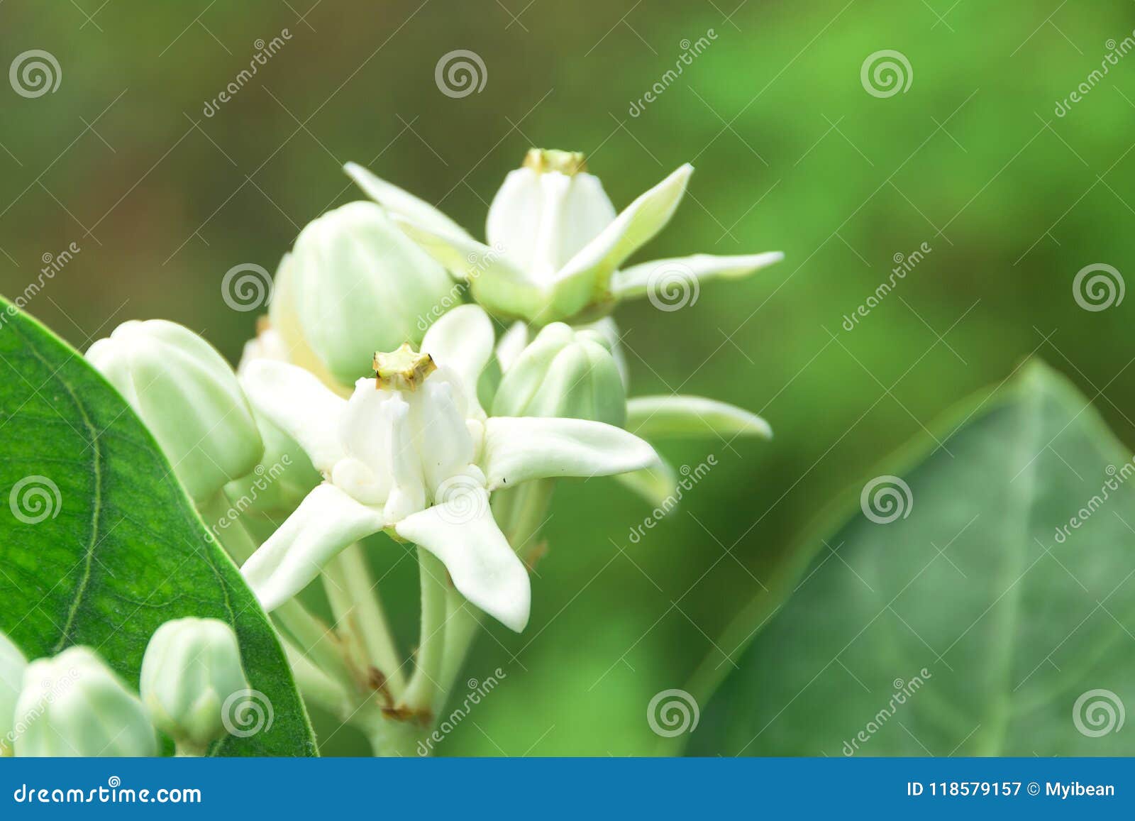 White Crown Flower Calotropis Giantea on Tree Stock Image - Image of ...