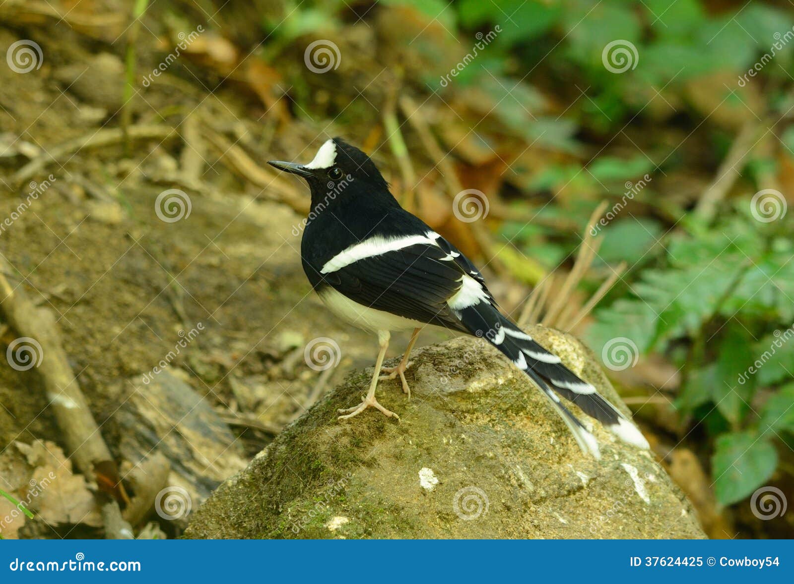 White-crowned Forktail (Enicurus Leschenaulti) Stock Image - Image of ...
