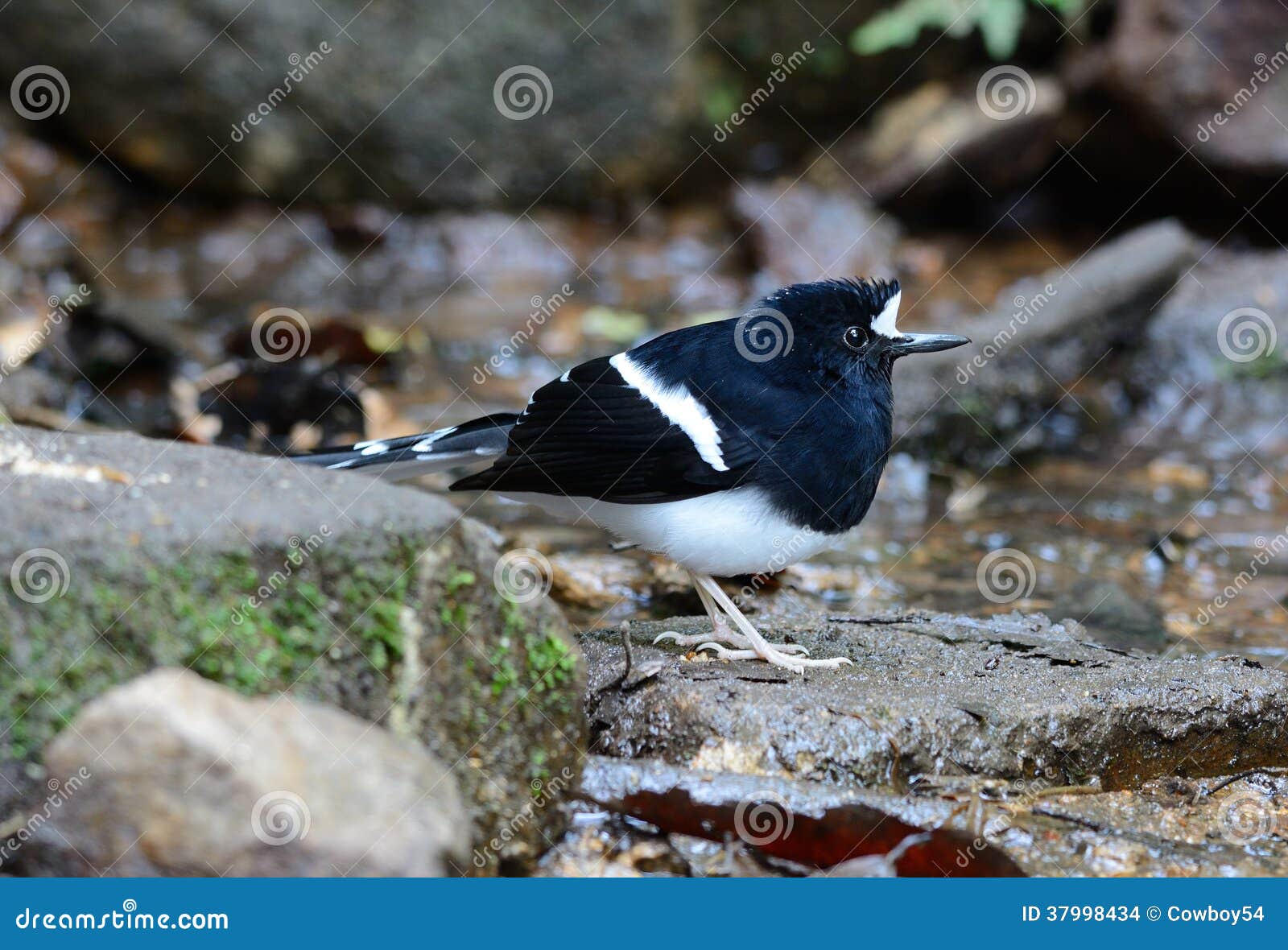 White-crowned Forktail (Enicurus Leschenaulti) Stock Photo - Image of ...