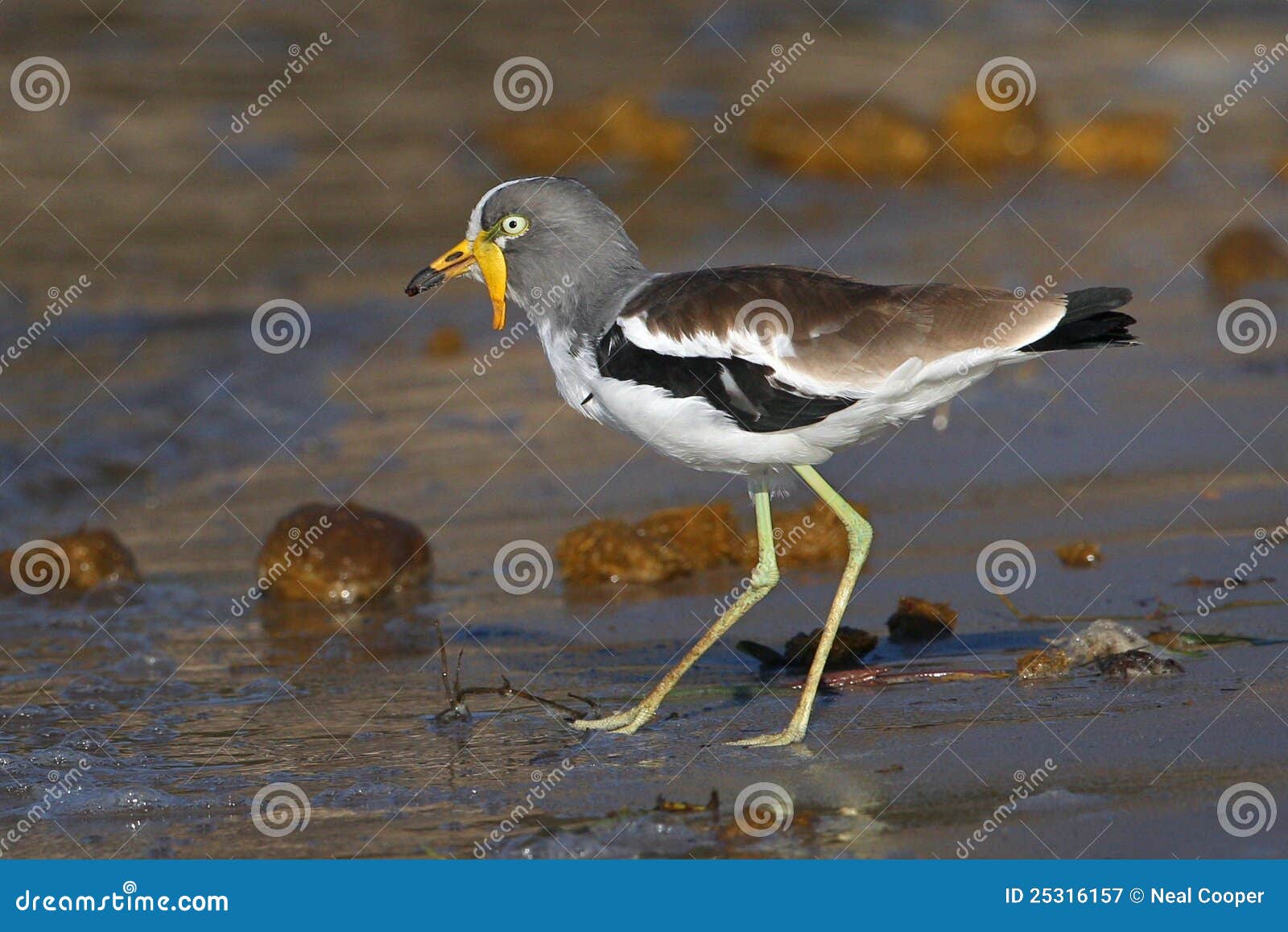 White crowned lapwing stock image. Image of vanellus - 25316157