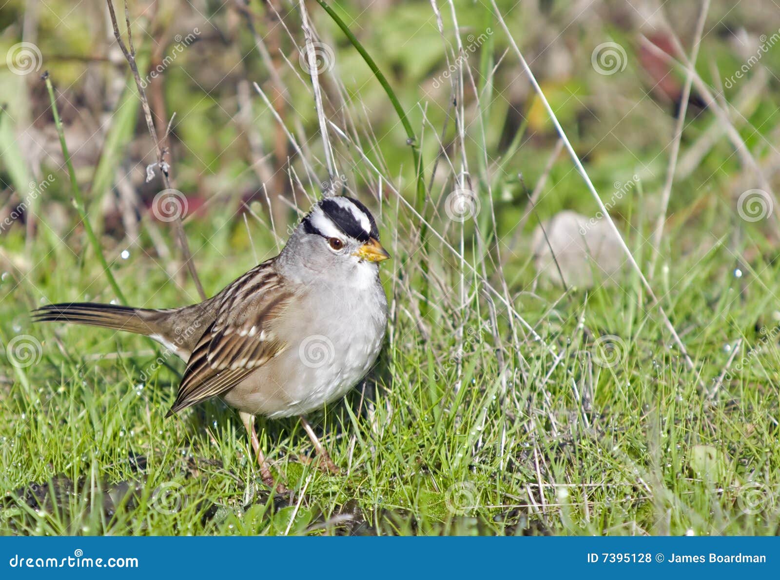 White Crowned Sparrow stock photo. Image of nature, white - 7395128