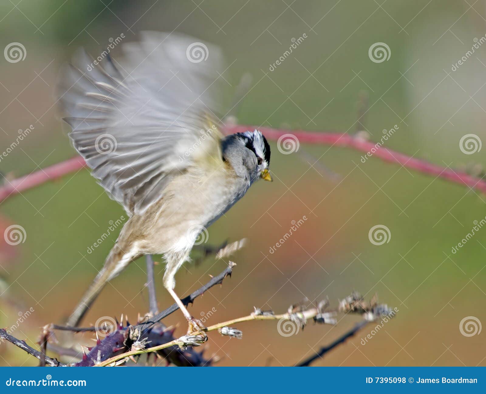 White Crowned Sparrow Taking Off Stock Photo - Image of crowned, bird ...