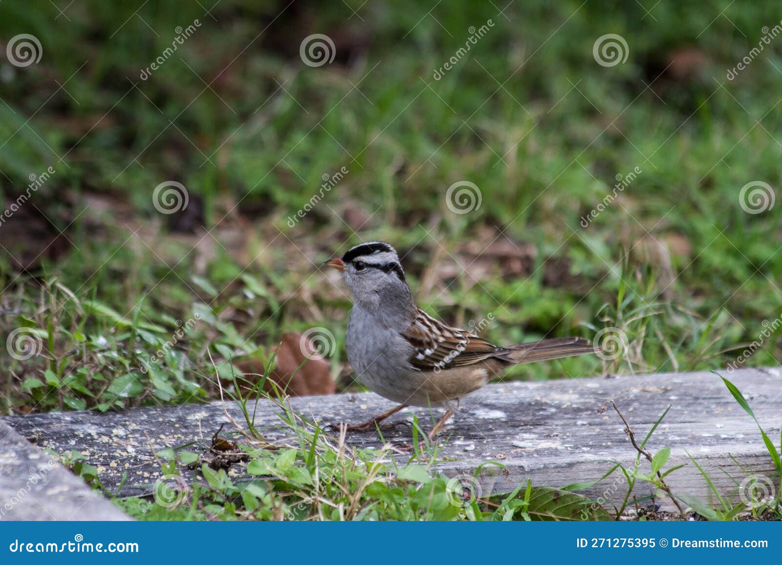 White-crowned Sparrow stock image. Image of zonotrichia - 271275395