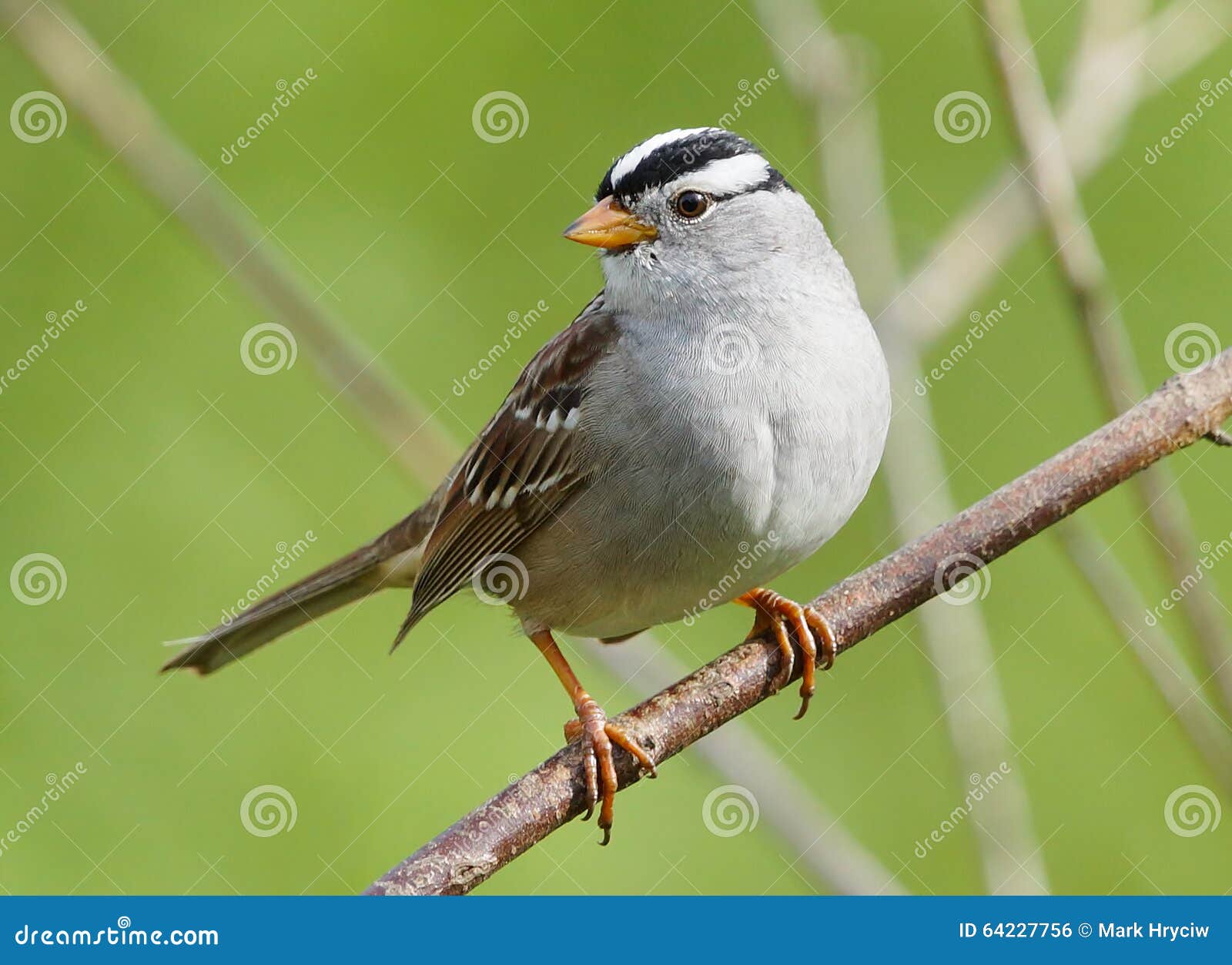 4,035 Tail Sparrow Stock Photos - Free & Royalty-Free Stock Photos from ...