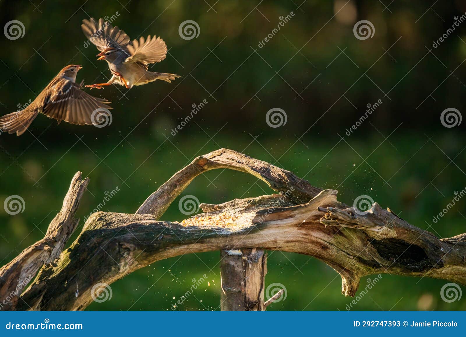 White Crowned Sparrows Fighting in Autumn Stock Image - Image of autumn ...