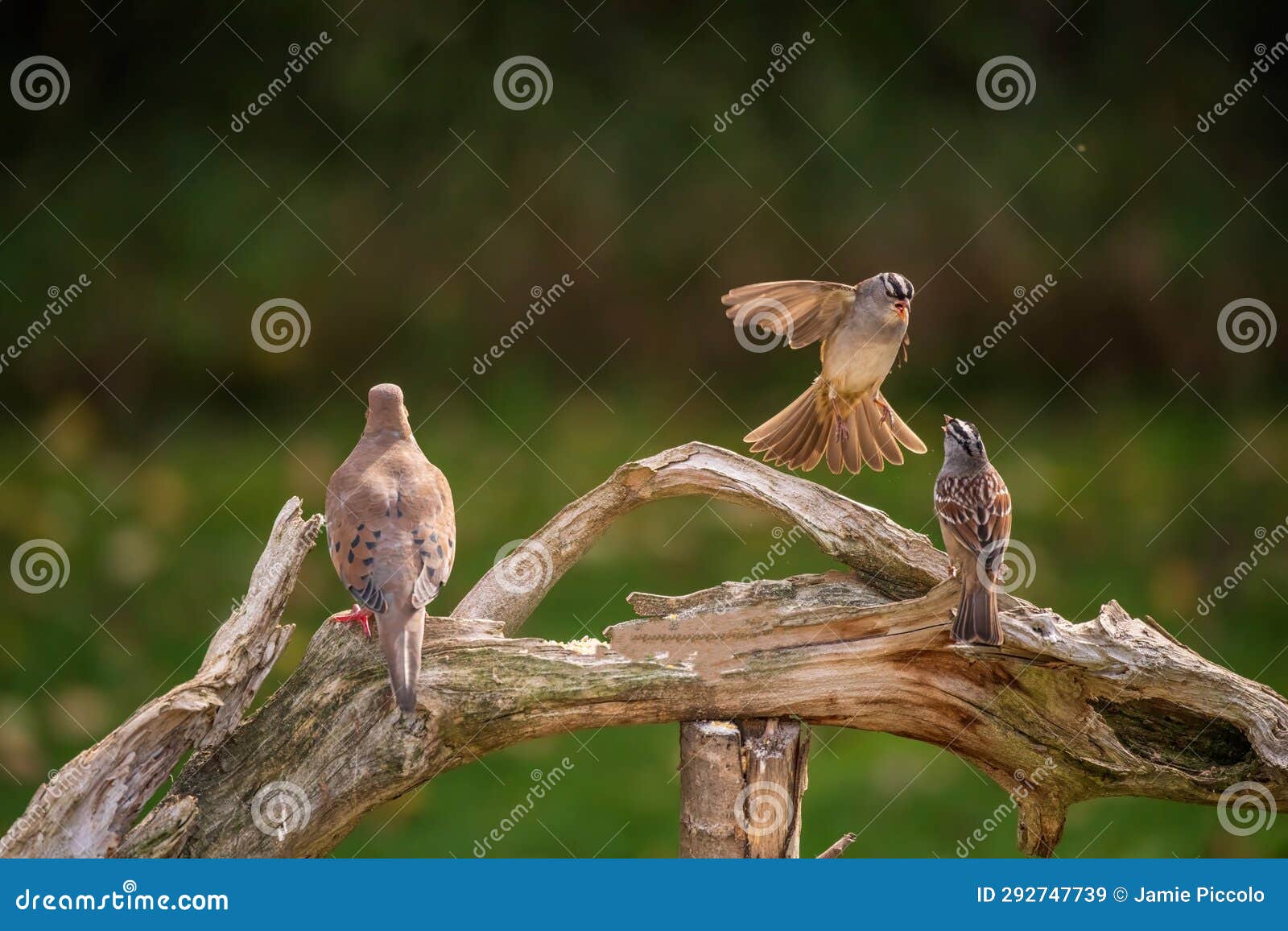 White Crowned Sparrows Fighting while Dove Watches Stock Image - Image ...