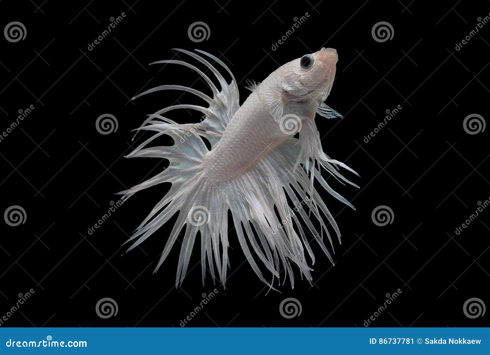 White crowntail betta fish stock image. Image of isolated - 86737781