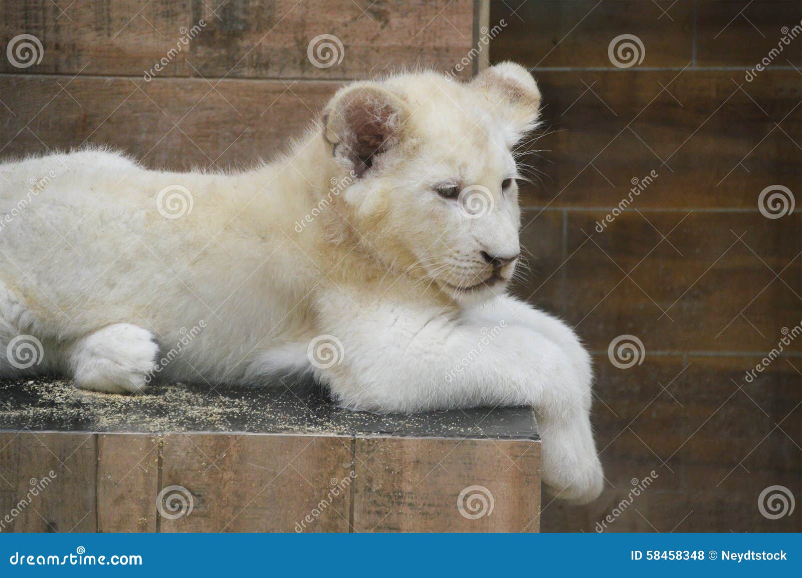 White cub stock photo. Image of kenya, carnivore, east - 58458348