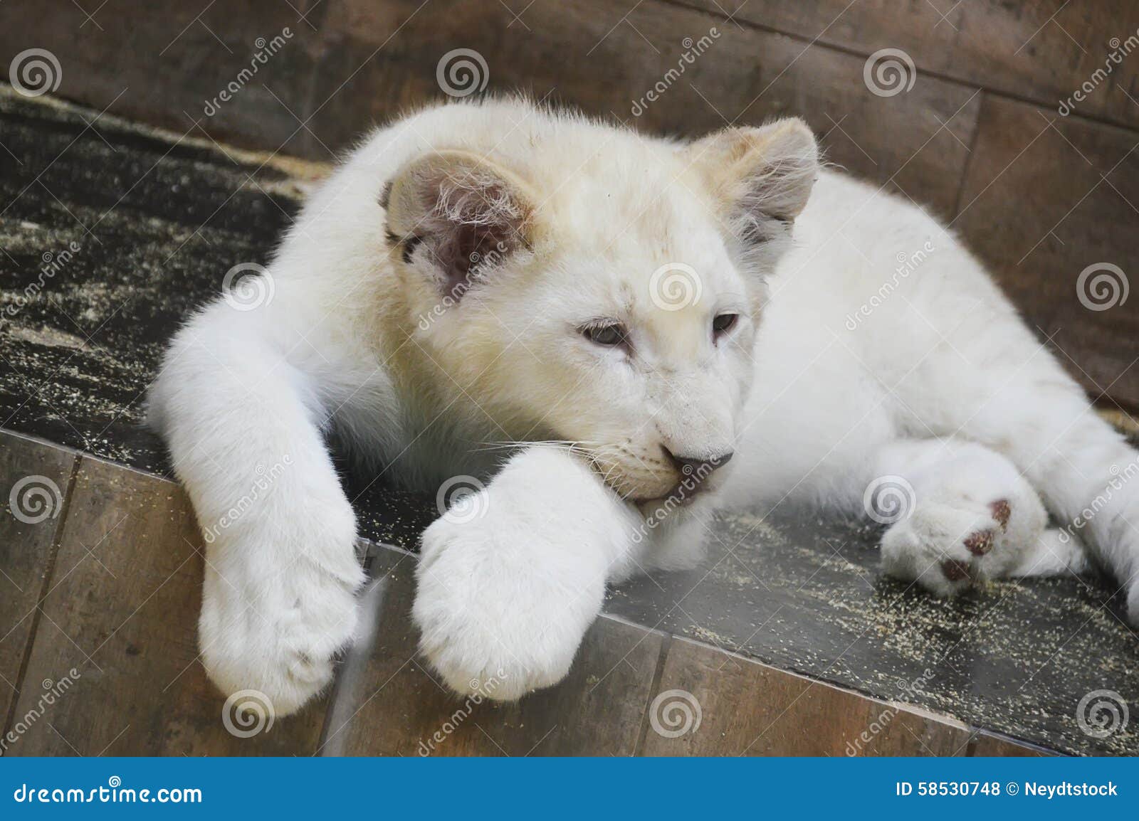 White cub stock photo. Image of reserve, staring, endangered - 58530748