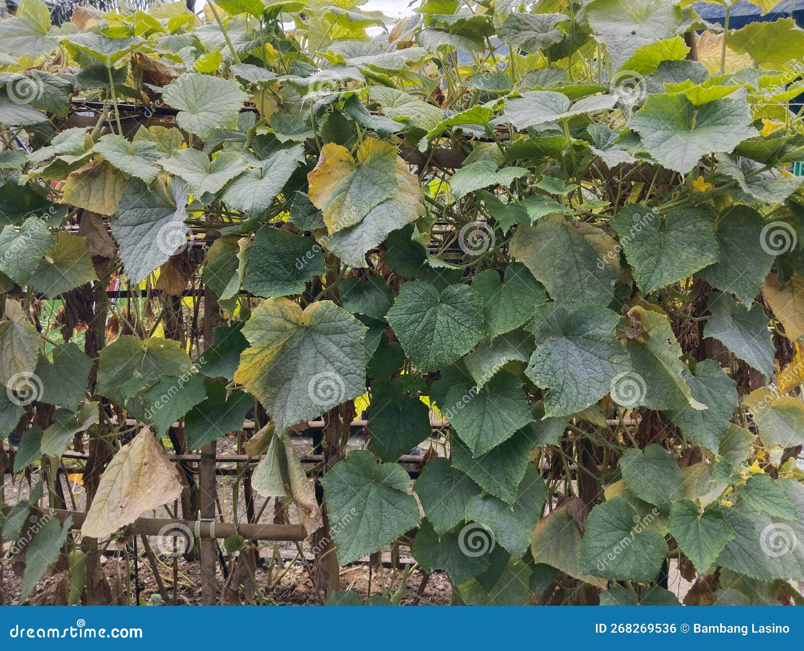 White Cucumber Plants, Plants that are Easy To Grow in Tropical ...