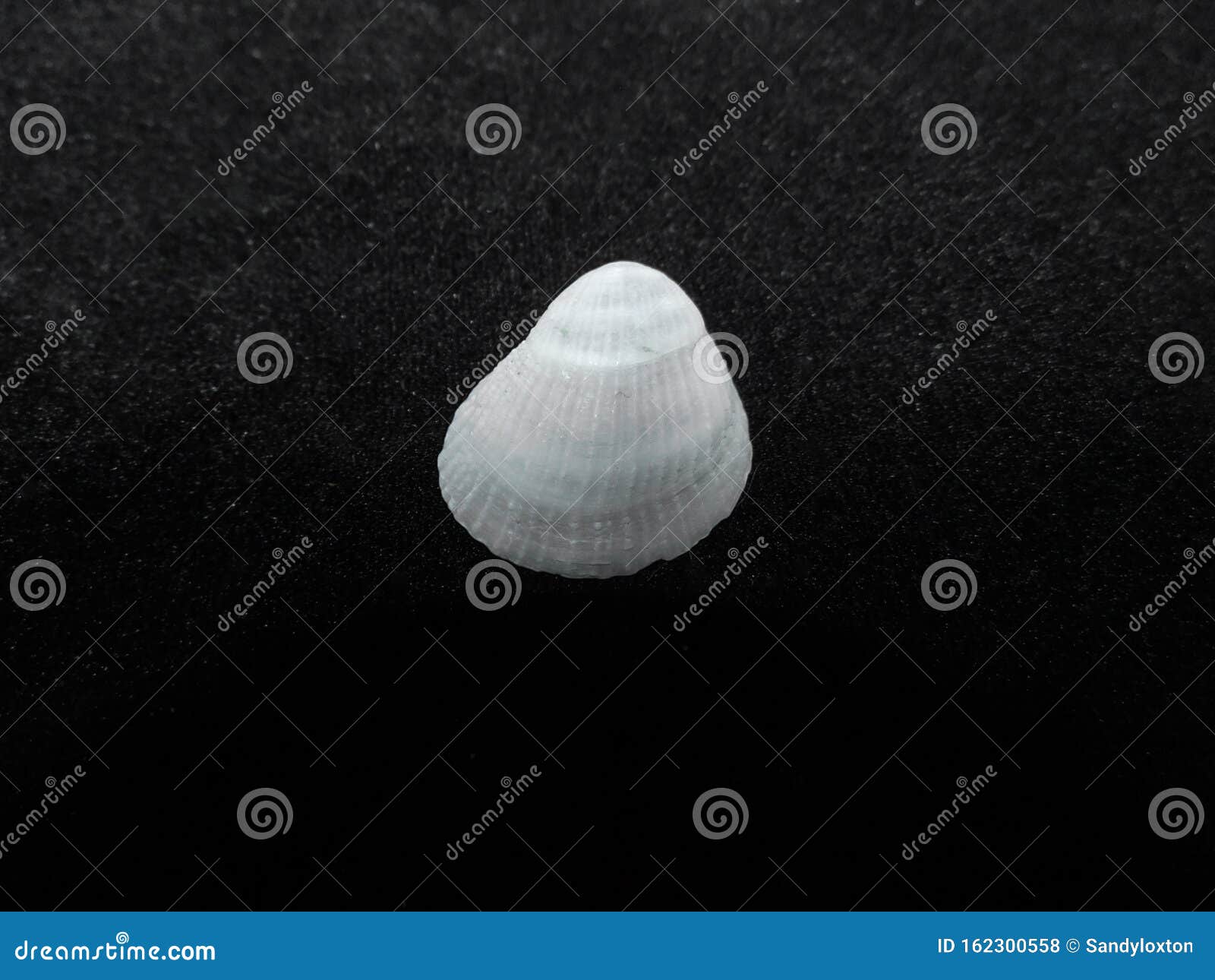A white cup shell stock photo. Image of ocean, tidal - 162300558