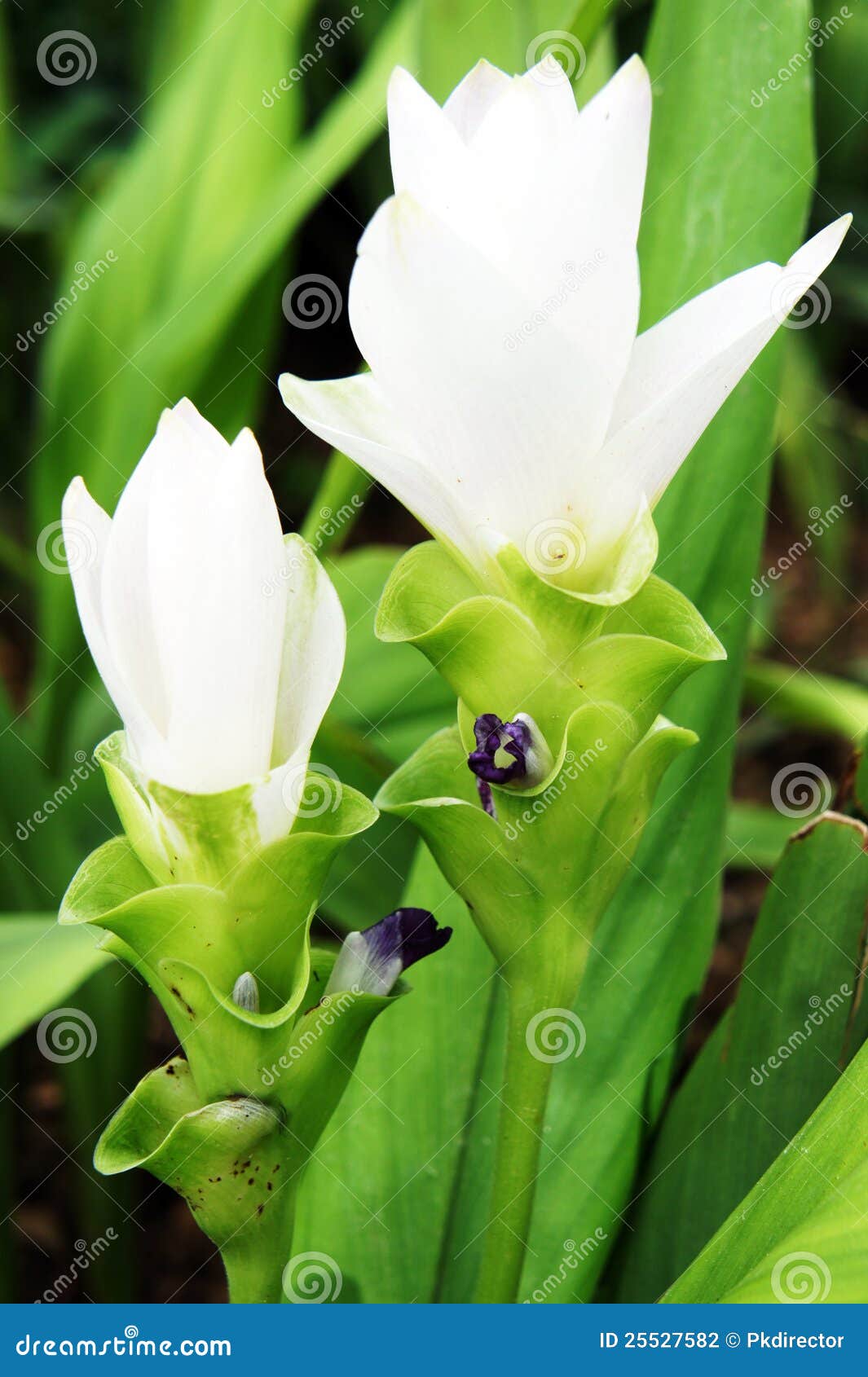 White Curcuma Flower Royalty-Free Stock Photography | CartoonDealer.com ...