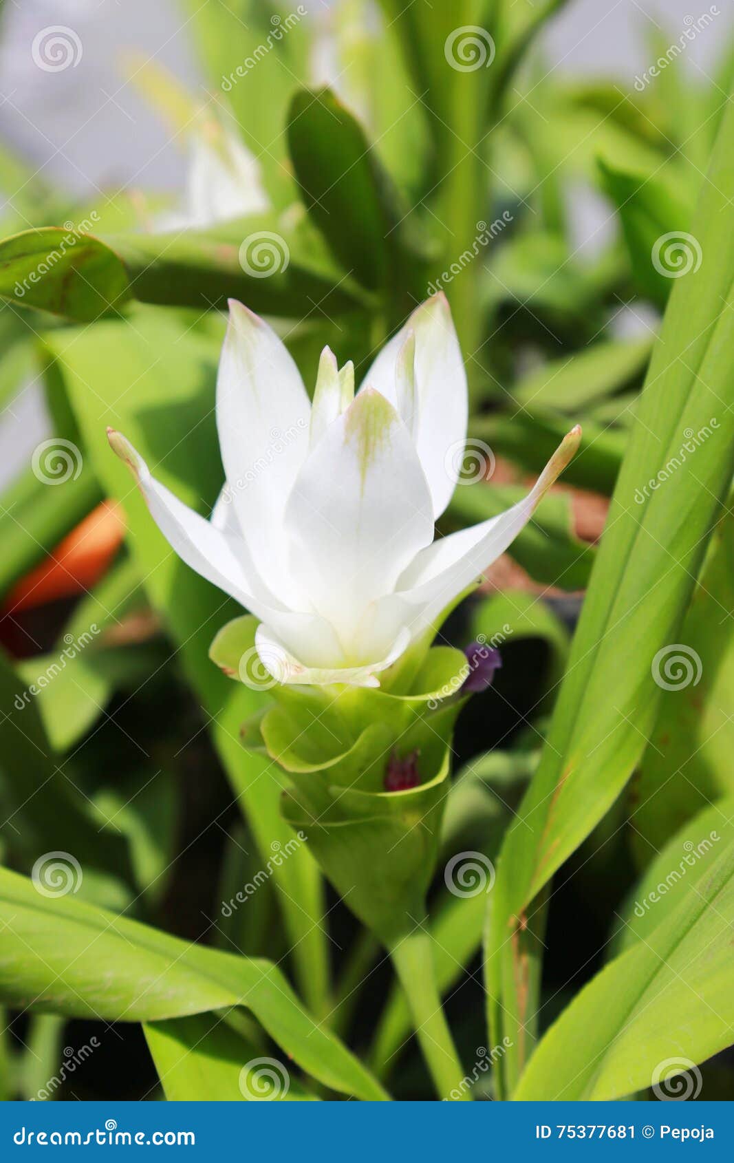 White Curcuma Alismatifolia or Siam Tulip Stock Image - Image of ...