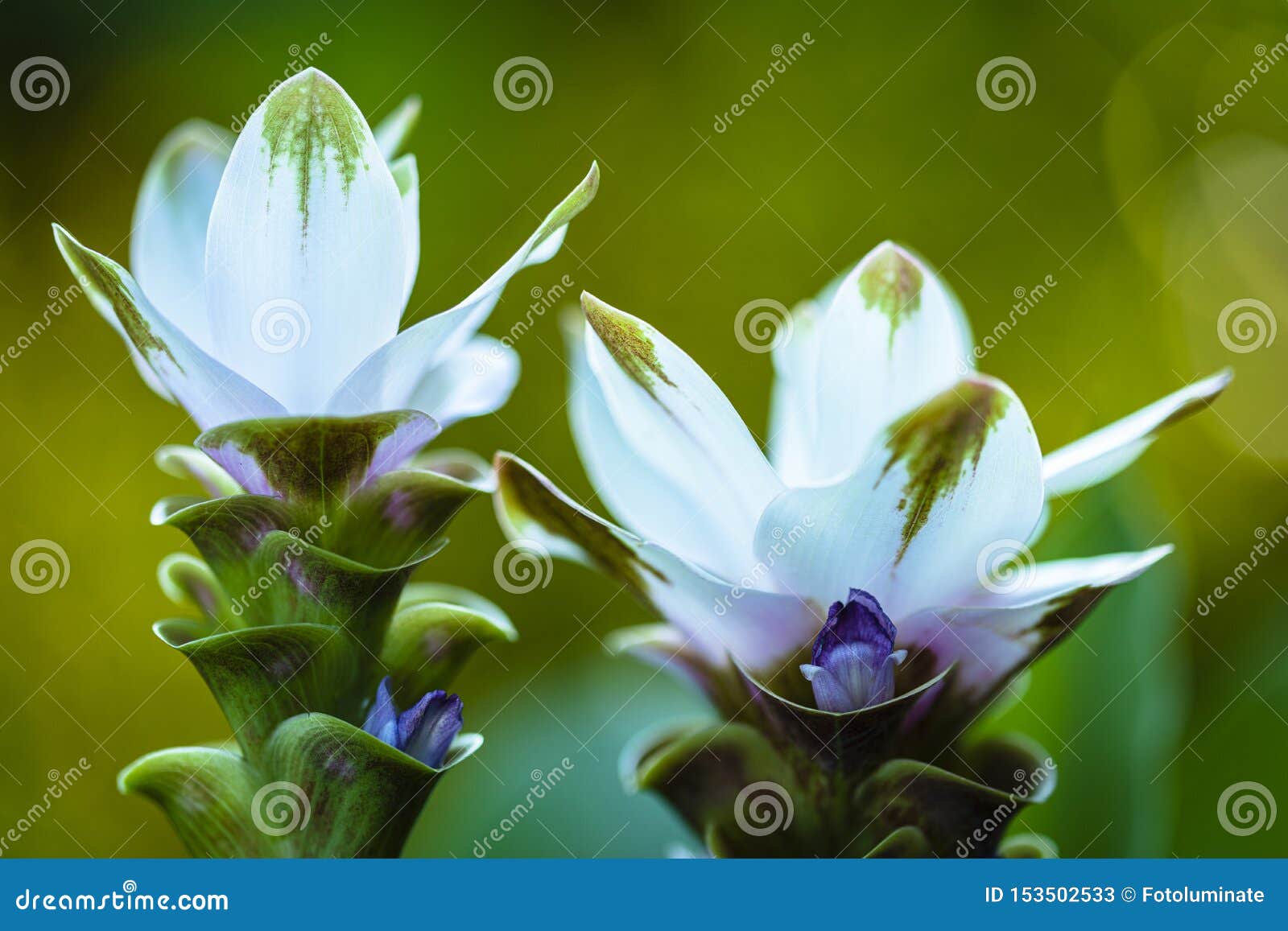 White Curcuma Flower stock image. Image of bright, pretty - 153502533