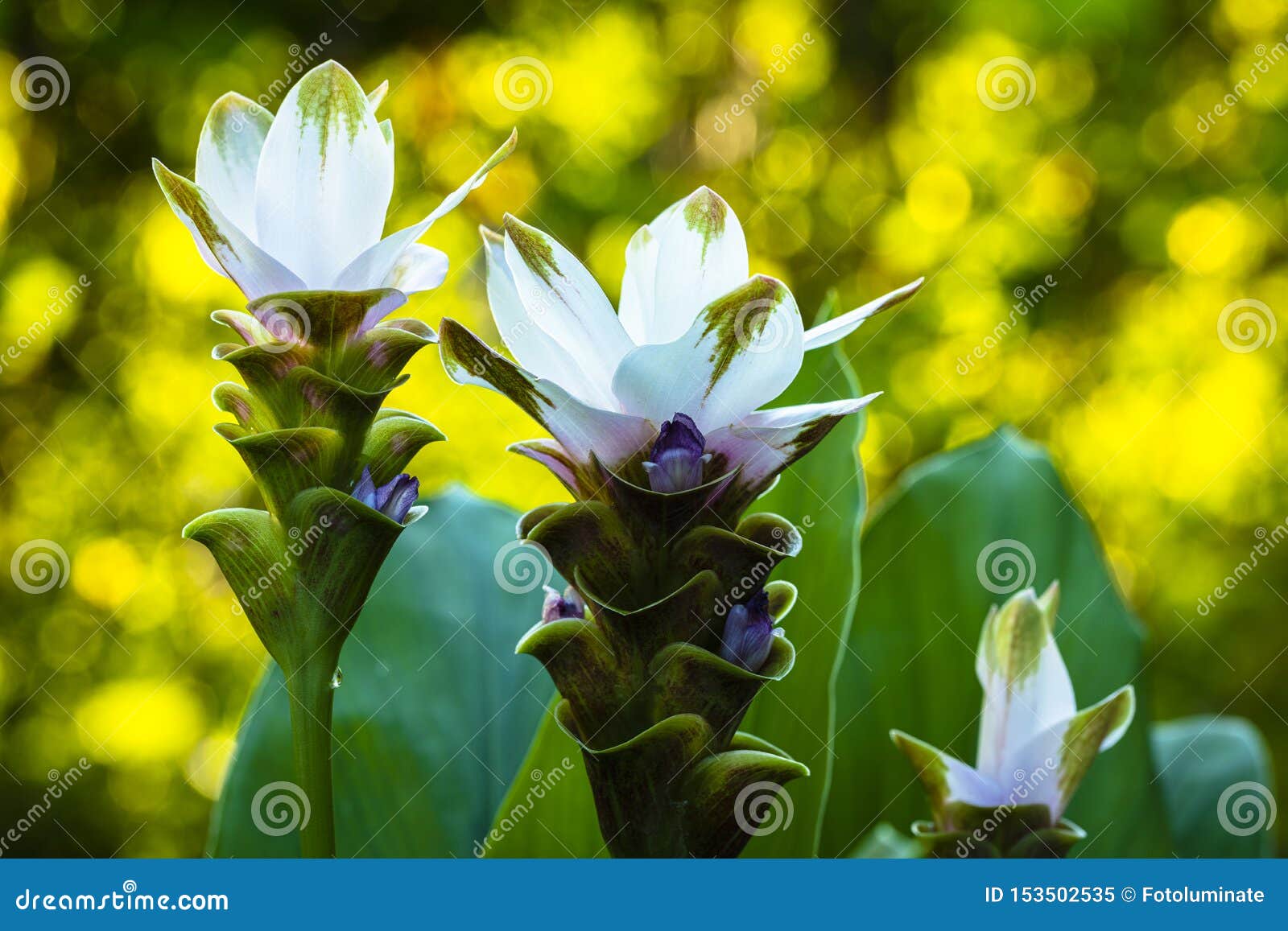 White Curcuma Flower stock image. Image of botany, bright - 153502535