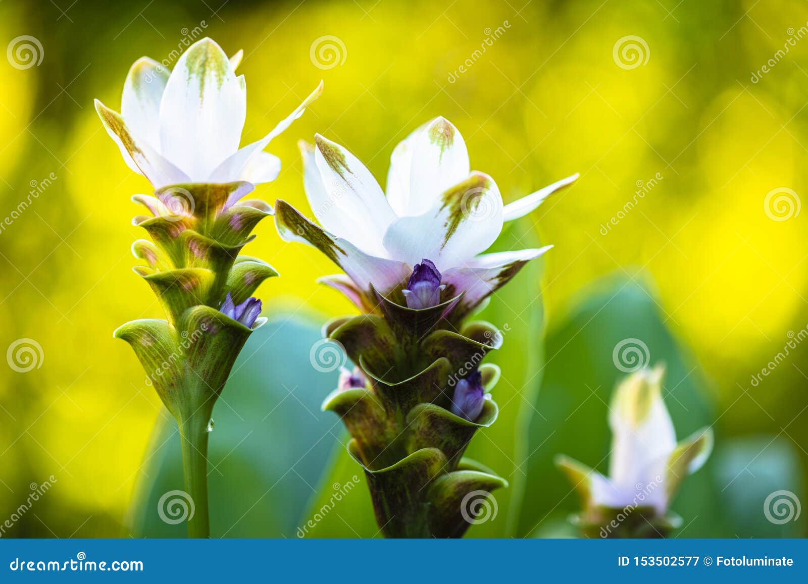 White Curcuma Flower Royalty-Free Stock Photography | CartoonDealer.com ...
