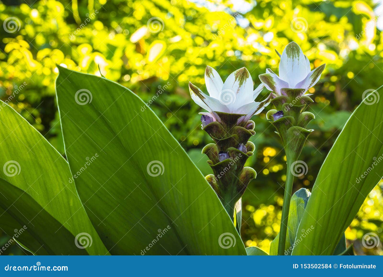 White Curcuma Flower stock photo. Image of pretty, beautiful - 153502584