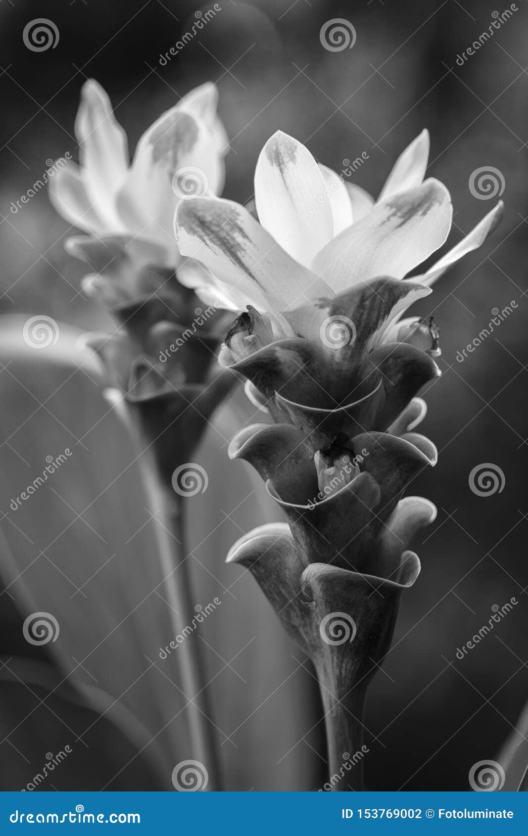 White Curcuma Flower Royalty-Free Stock Photography | CartoonDealer.com ...