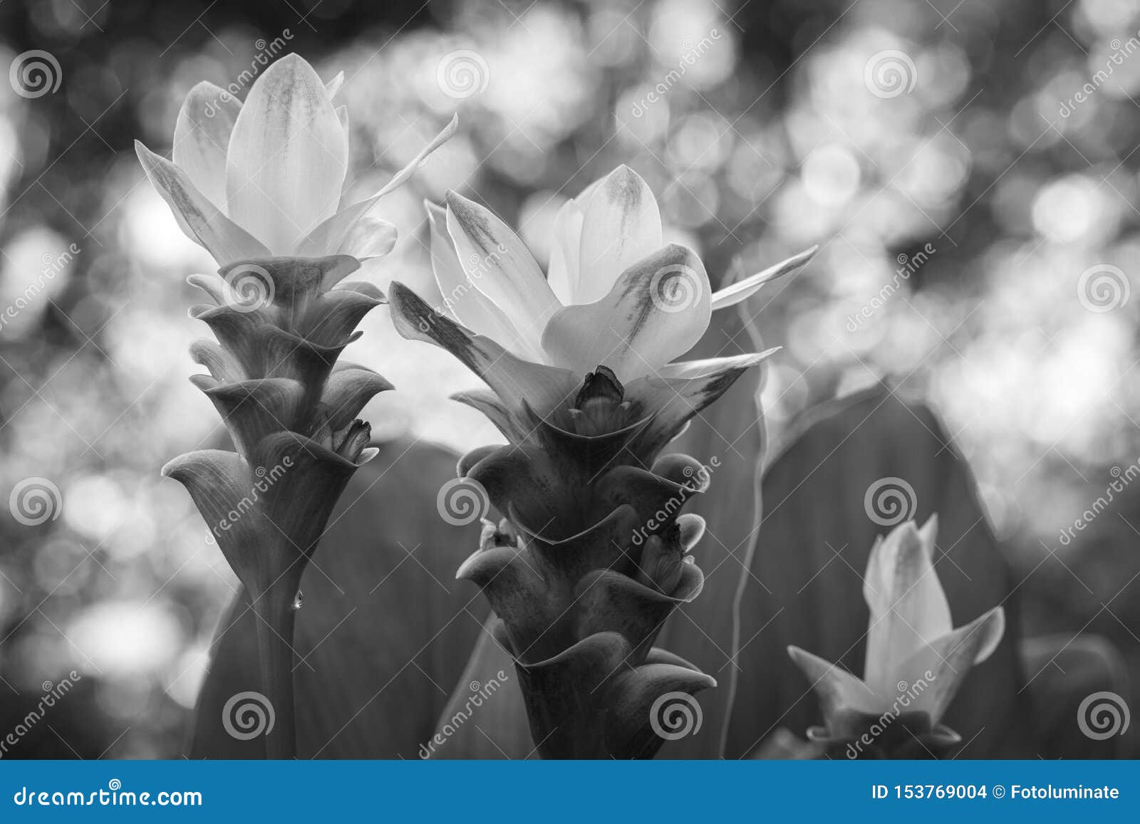White Curcuma Flower stock photo. Image of macro, floral - 153769004
