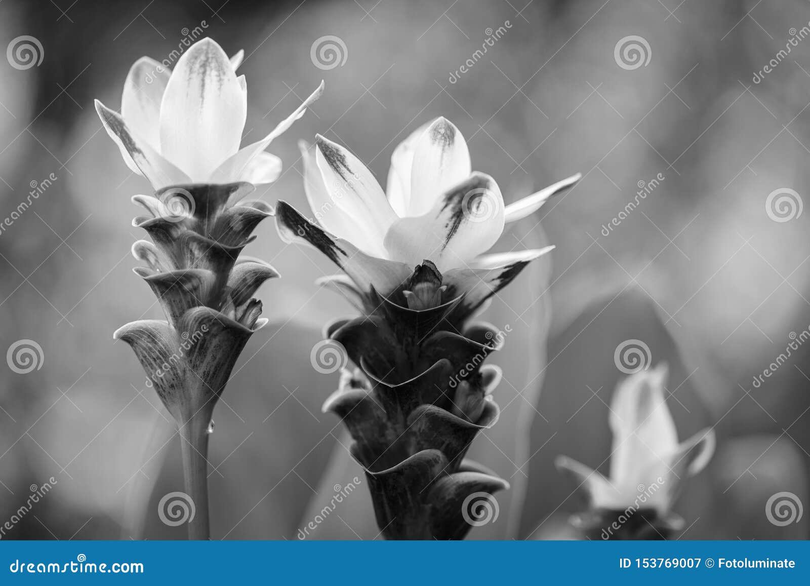 White Curcuma Flower stock image. Image of ginger, outdoor - 153769007