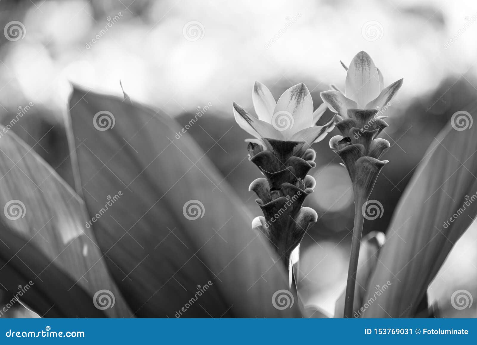 White Curcuma Flower stock image. Image of pretty, fresh - 153769031