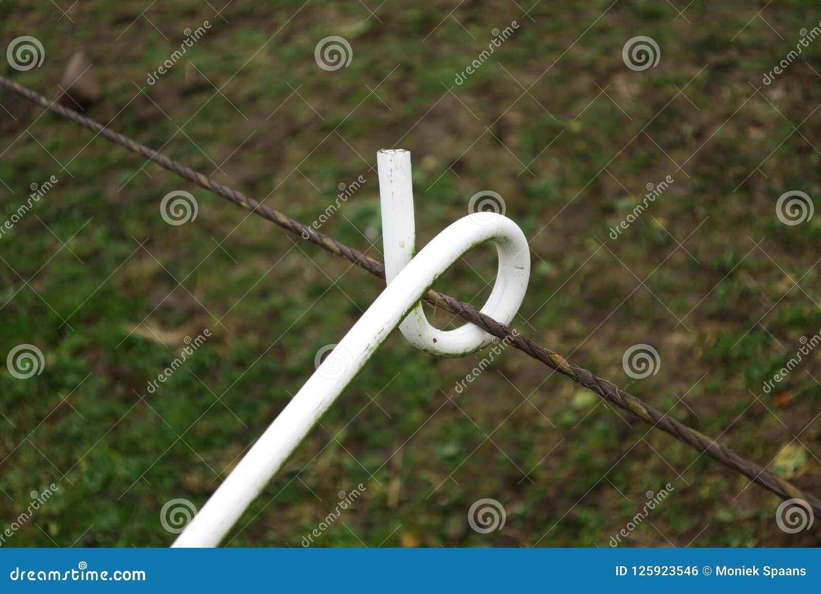 White Curled Wire Guide or Rope Guide in a Meadow Stock Photo - Image ...