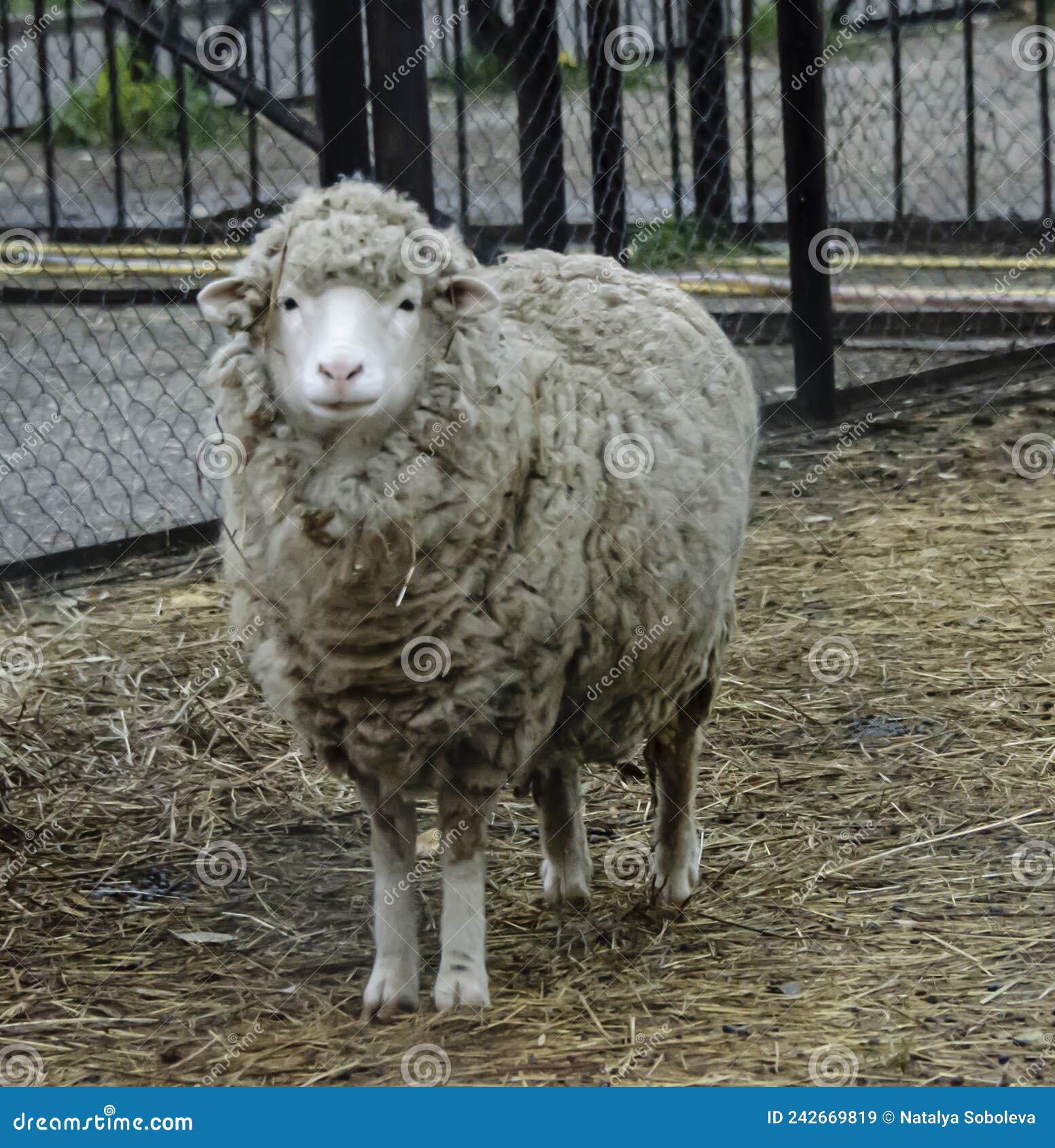 White curly sheep stock image. Image of lamb, young - 242669819
