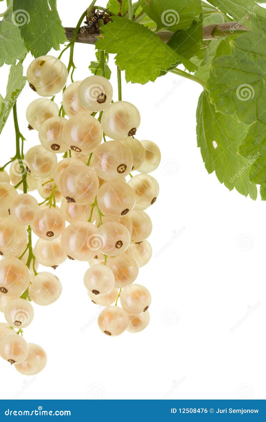 White currant. stock photo. Image of stem, bush, juicy - 12508476
