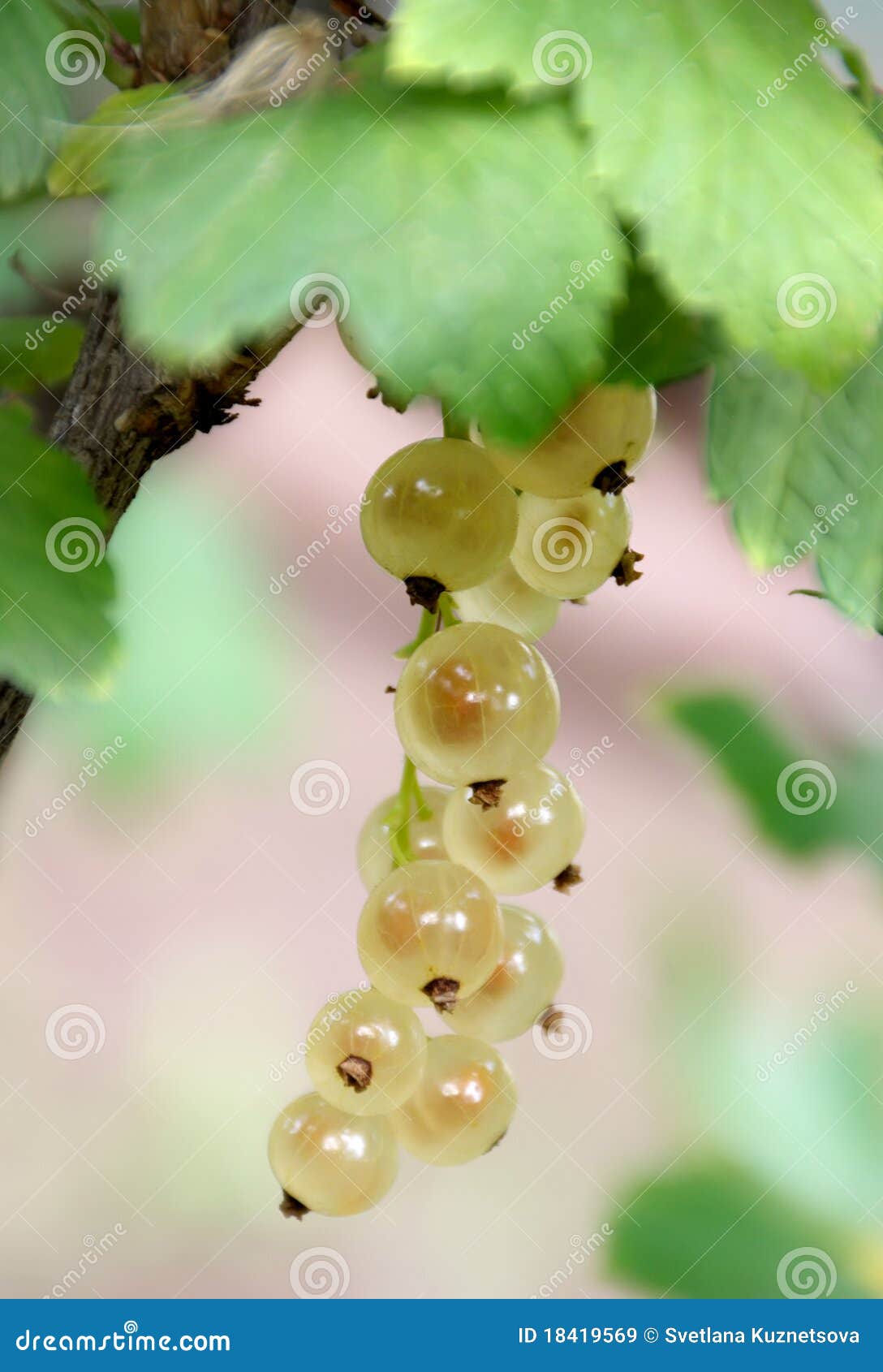 White currant stock image. Image of green, brush, season - 18419569