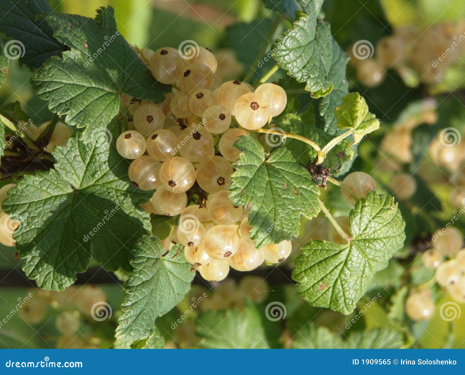 White currant stock image. Image of light, garden, leaves - 1909565