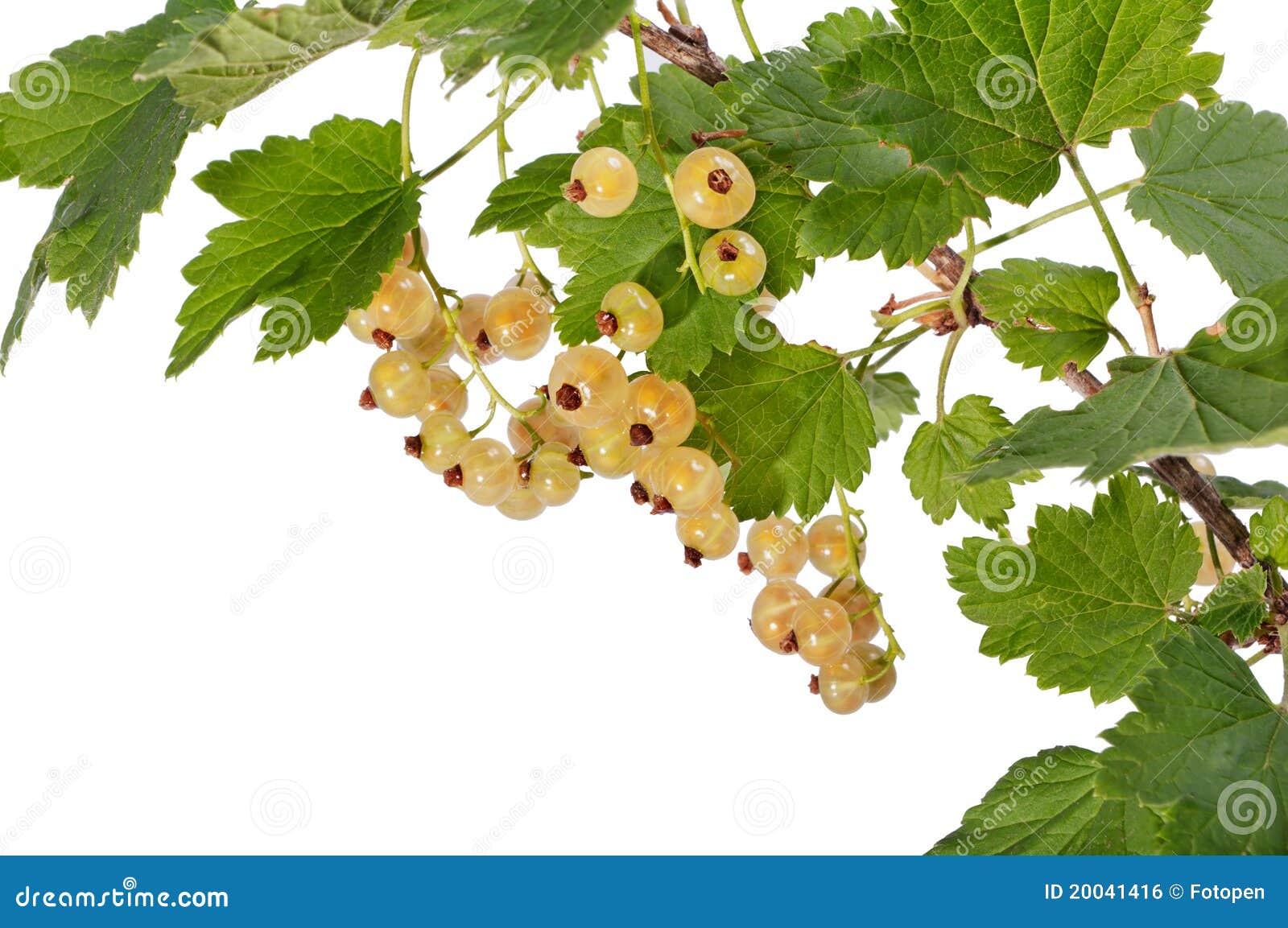 White currant stock photo. Image of diet, natural, grow - 20041416