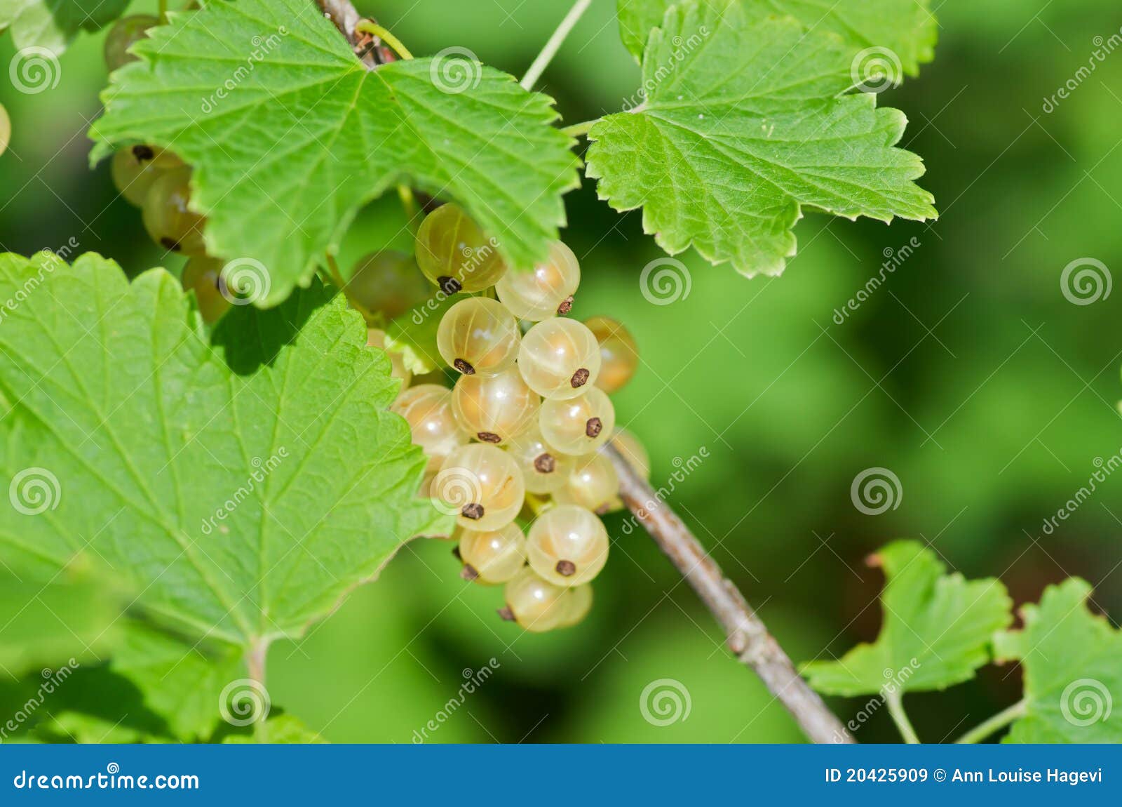 White currant stock image. Image of berry, shrub, ripe - 20425909