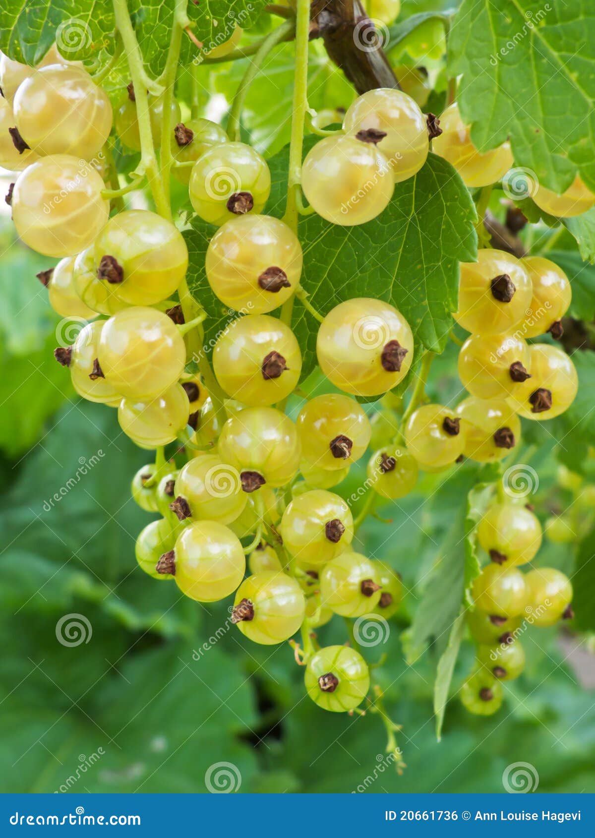 White currant stock photo. Image of summer, nature, ripen - 20661736