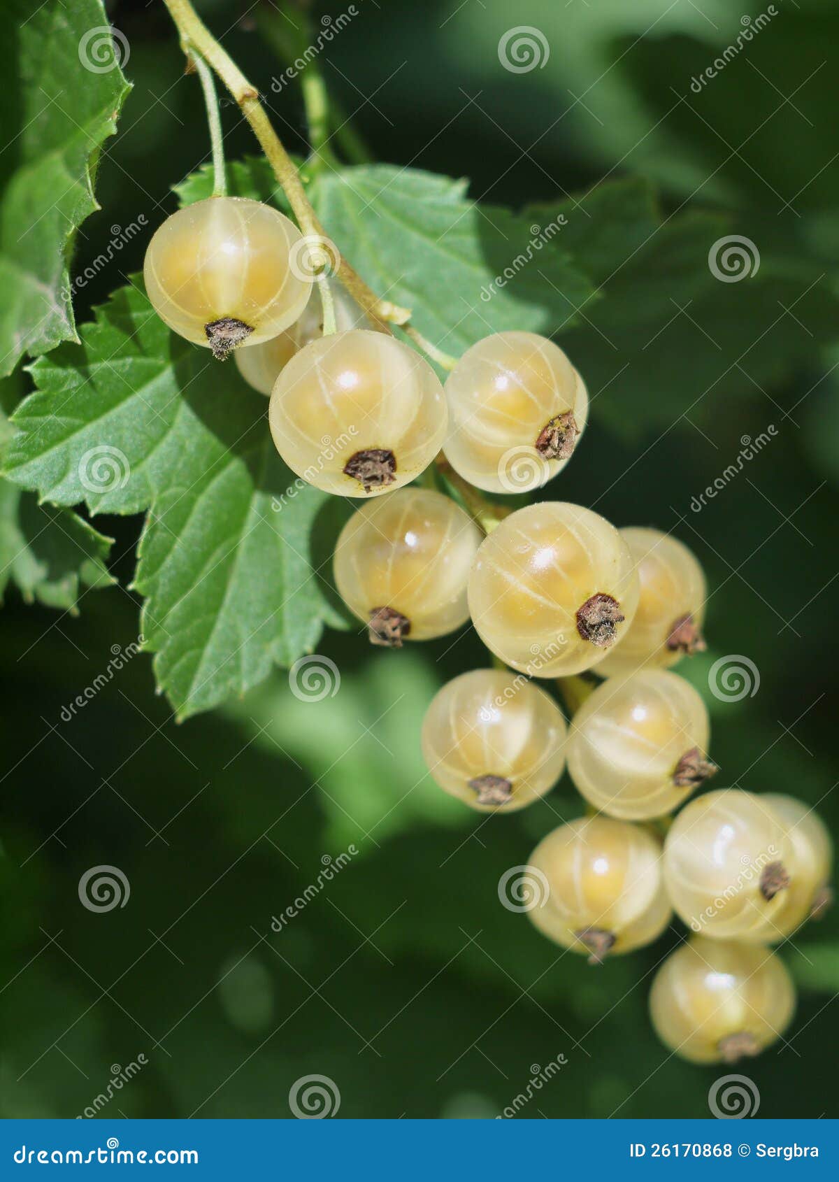 White currant stock photo. Image of branch, fresh, leaf - 26170868