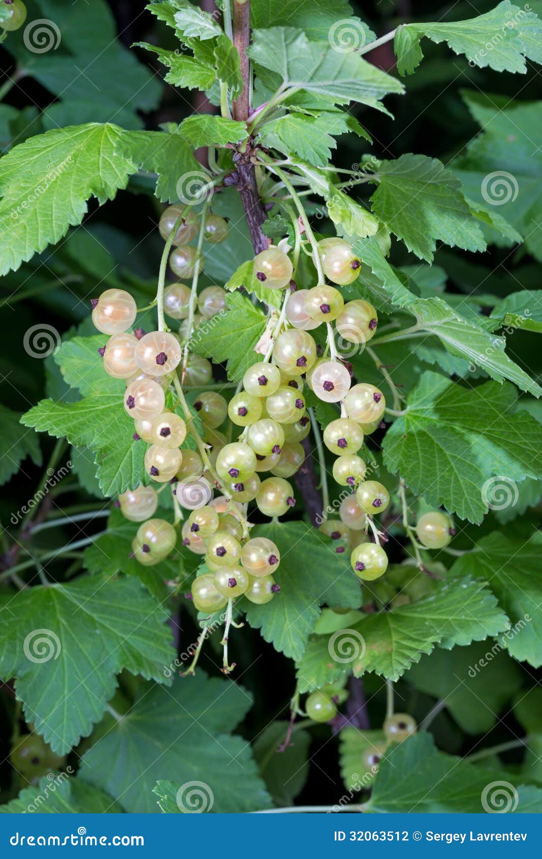White currant berries stock photo. Image of ribes, berry - 32063512